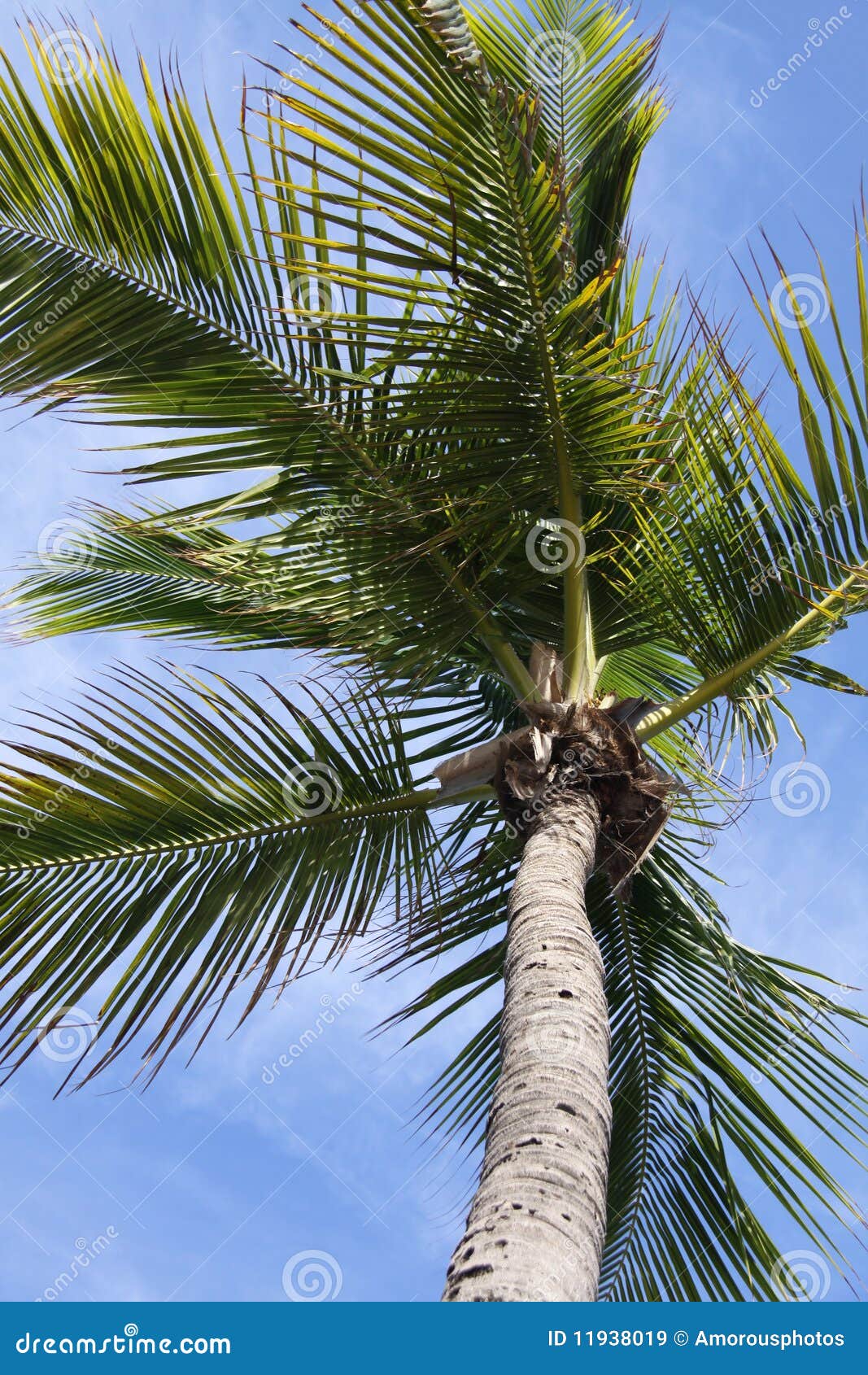 Palmera de Miami imagen de archivo. Imagen de florida - 11938019