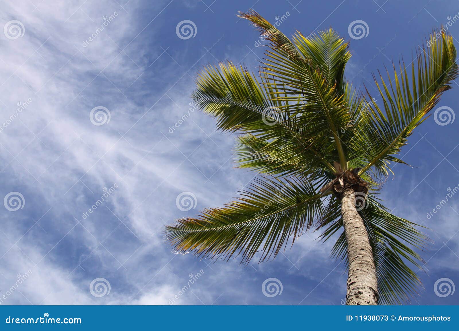 Palmera de Miami (ancha) imagen de archivo. Imagen de hojas - 11938073