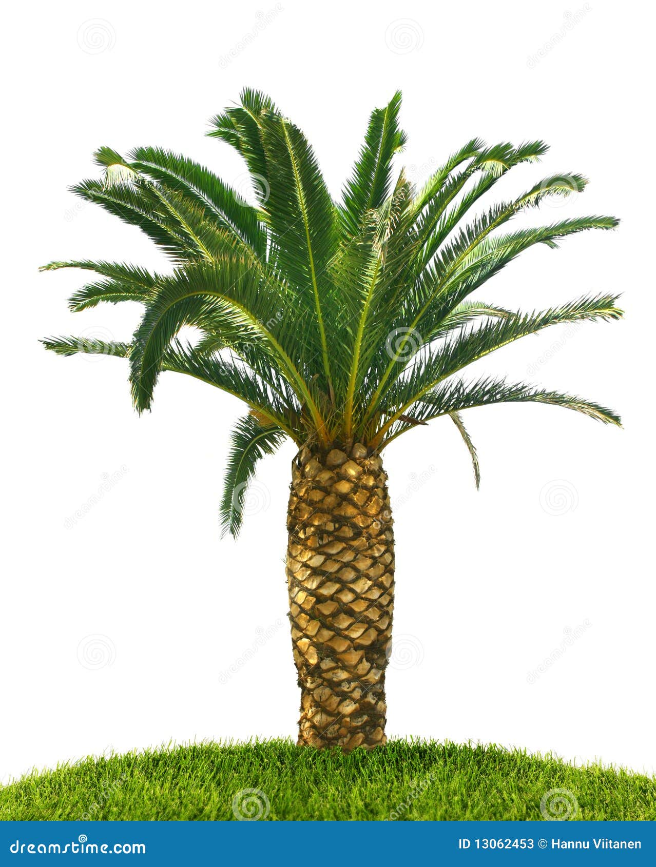 Palmera En Blanco Fotos de archivo - Imagen: 13062453