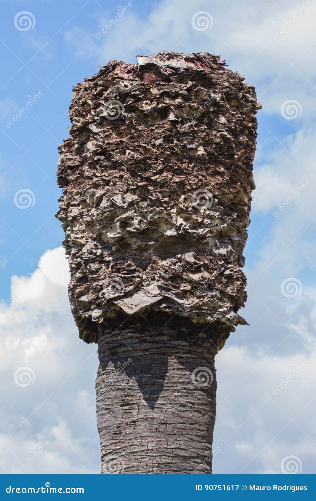 Palmera muerta imagen de archivo. Imagen de corte, azul - 90751617