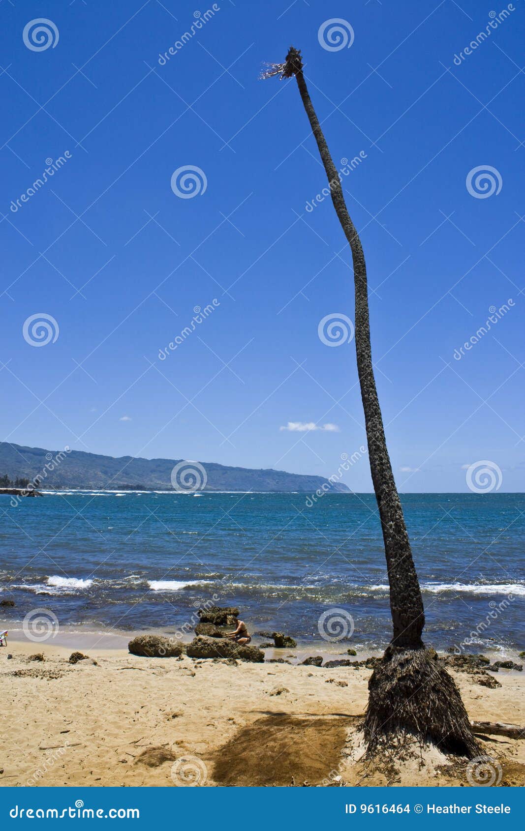 Palmera muerta foto de archivo. Imagen de océano, palma - 9616464
