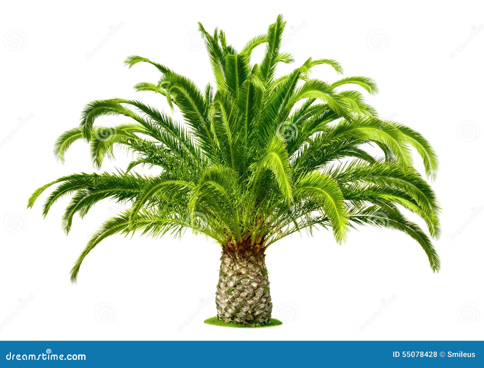 Palmera Perfecta Aislada En Blanco Foto de archivo - Imagen: 55078428