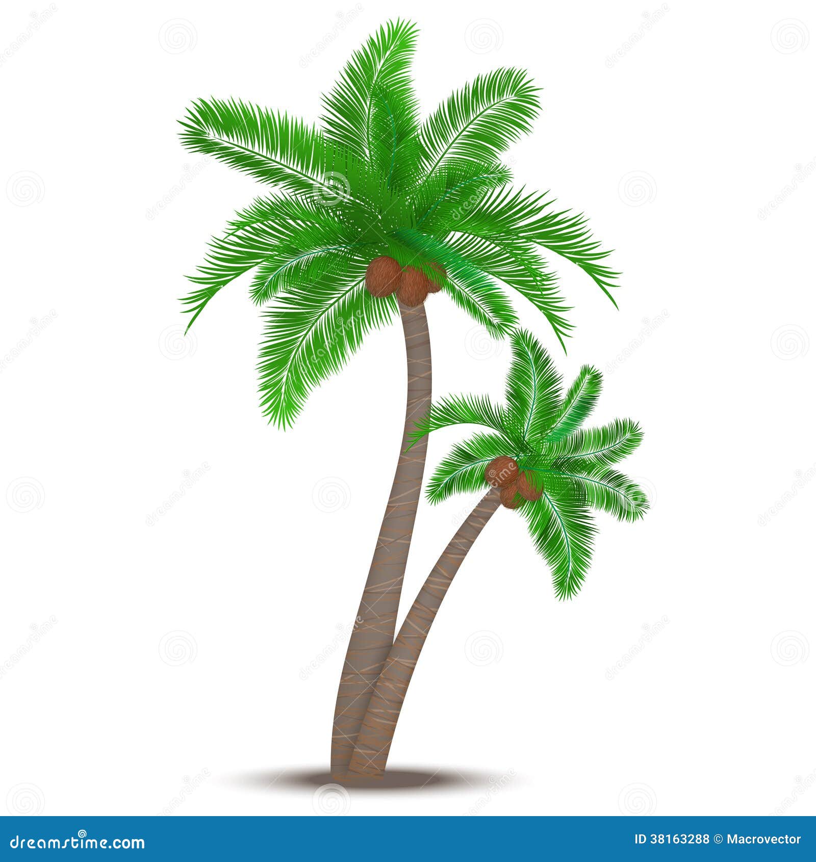 Palmera Tropical Con Los Cocos Ilustración del Vector - Ilustración de ...