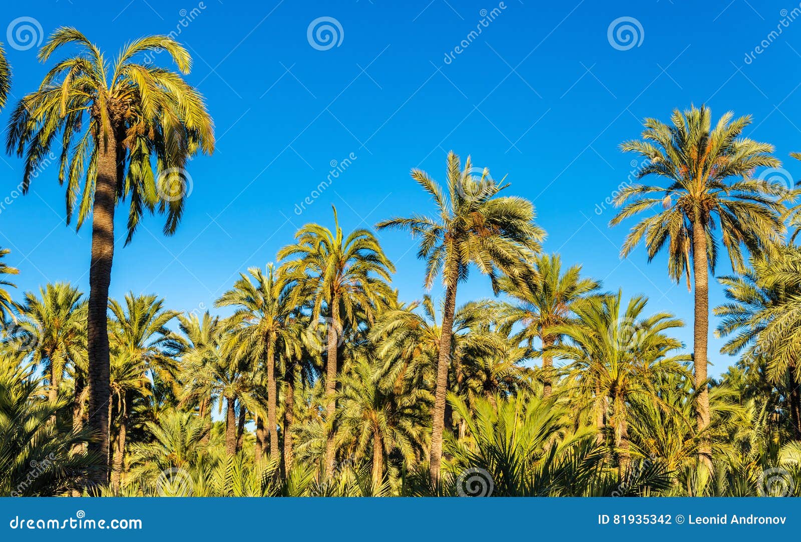 Palmeral of Elche, Spain. UNESCO Heritage Site Stock Photo - Image of ...