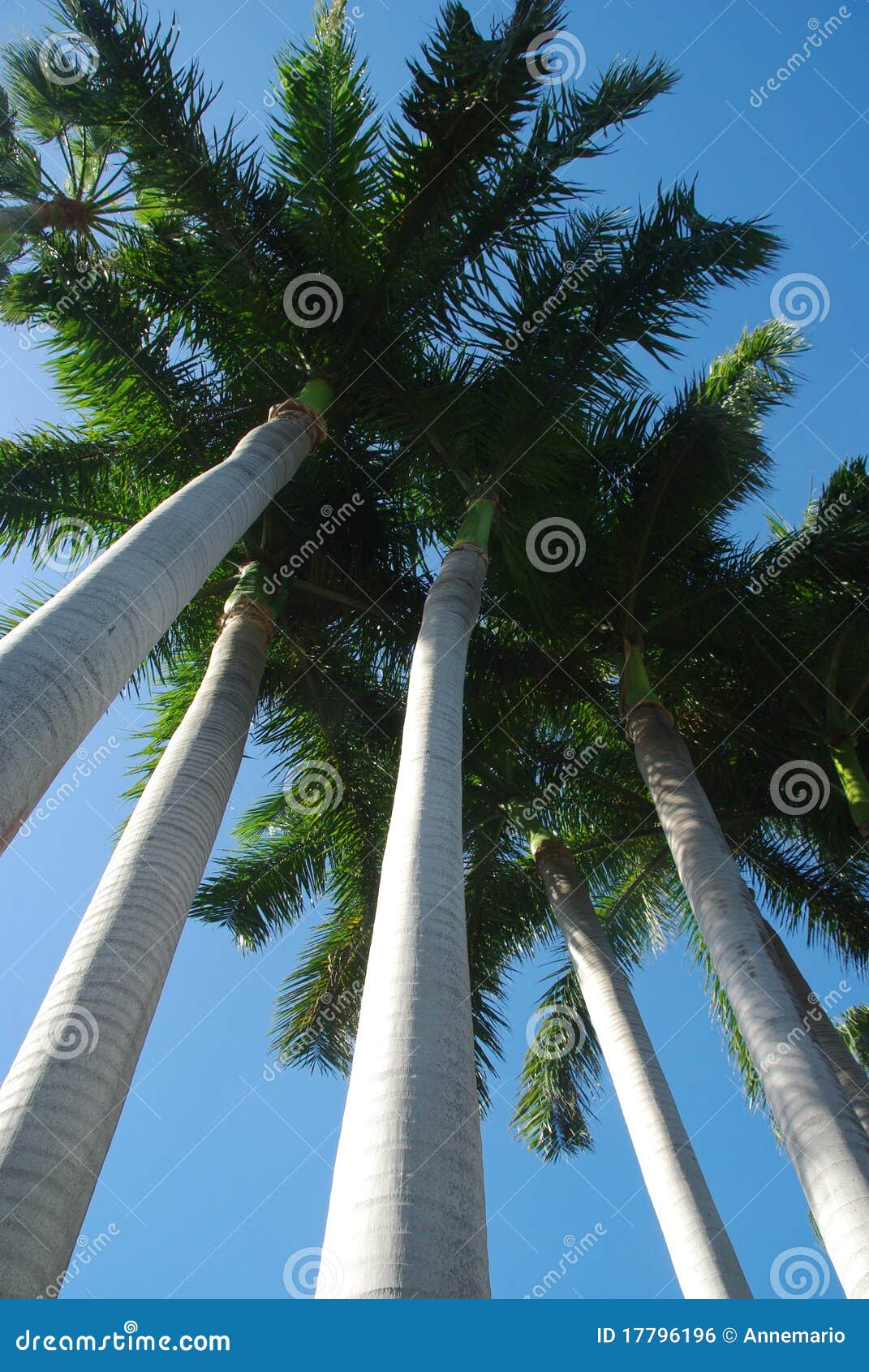 Palmeras foto de archivo. Imagen de verde, ambiente, hojas - 17796196