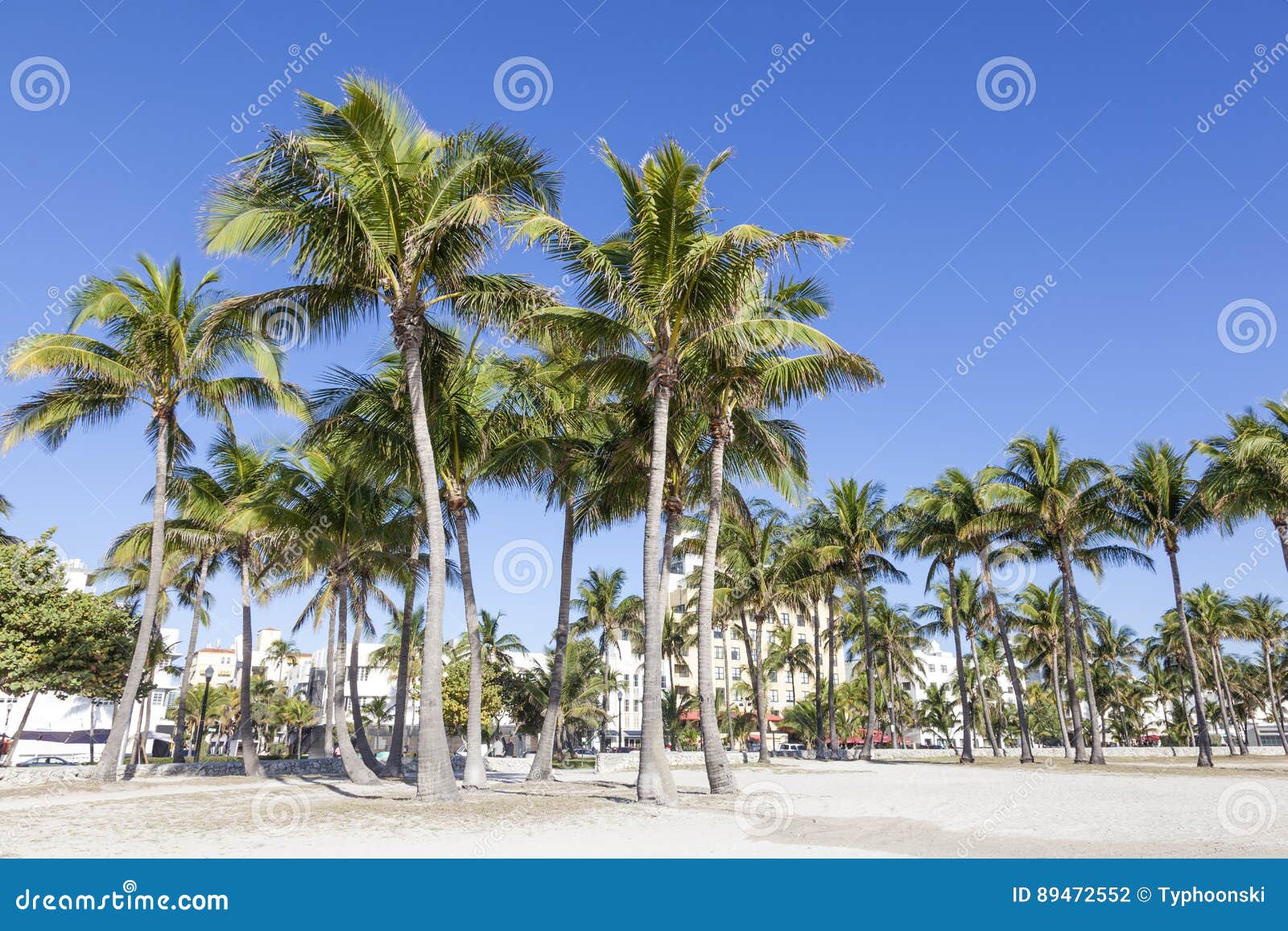 Palmeras en Miami Beach foto de archivo. Imagen de miami - 89472552