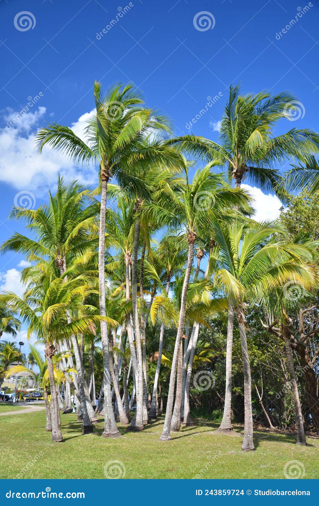 Palmeras en miami foto de archivo. Imagen de miami, corona - 243859724