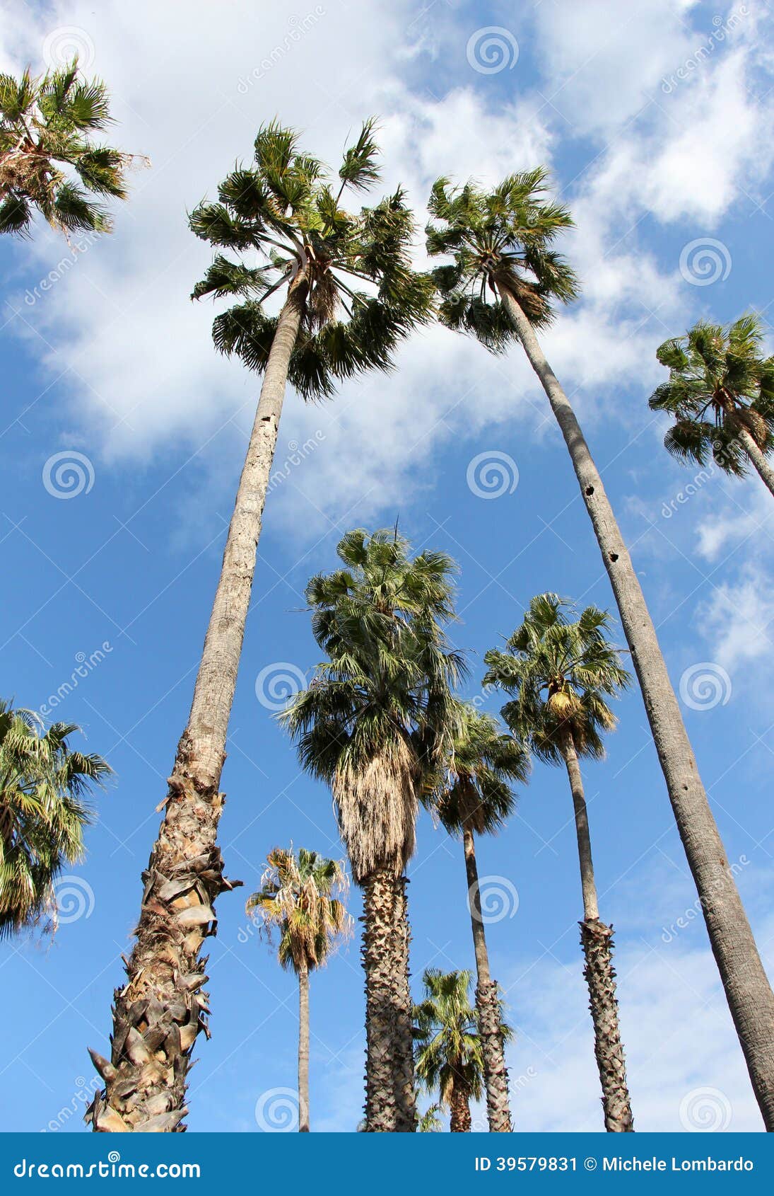Palmeras, Washingtonia Robusta Imagen de archivo - Imagen de hojas ...
