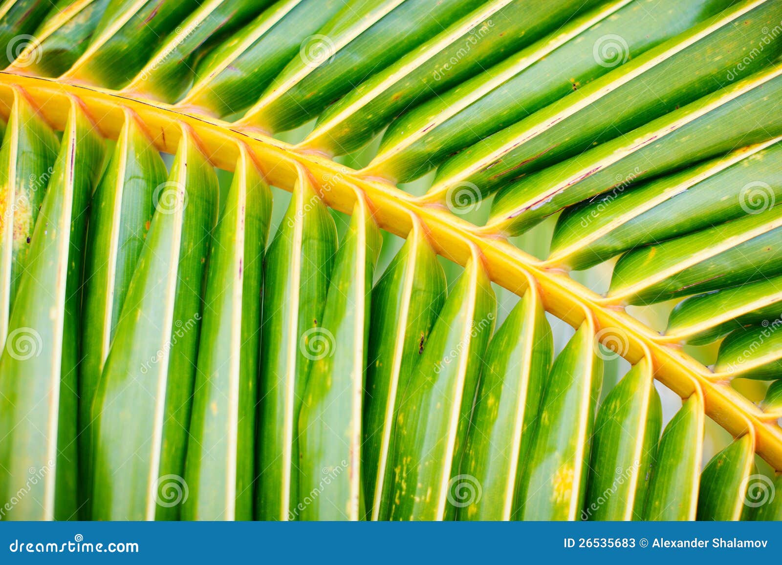 Palmette image stock. Image du configuration, arbre, forêt - 26535683