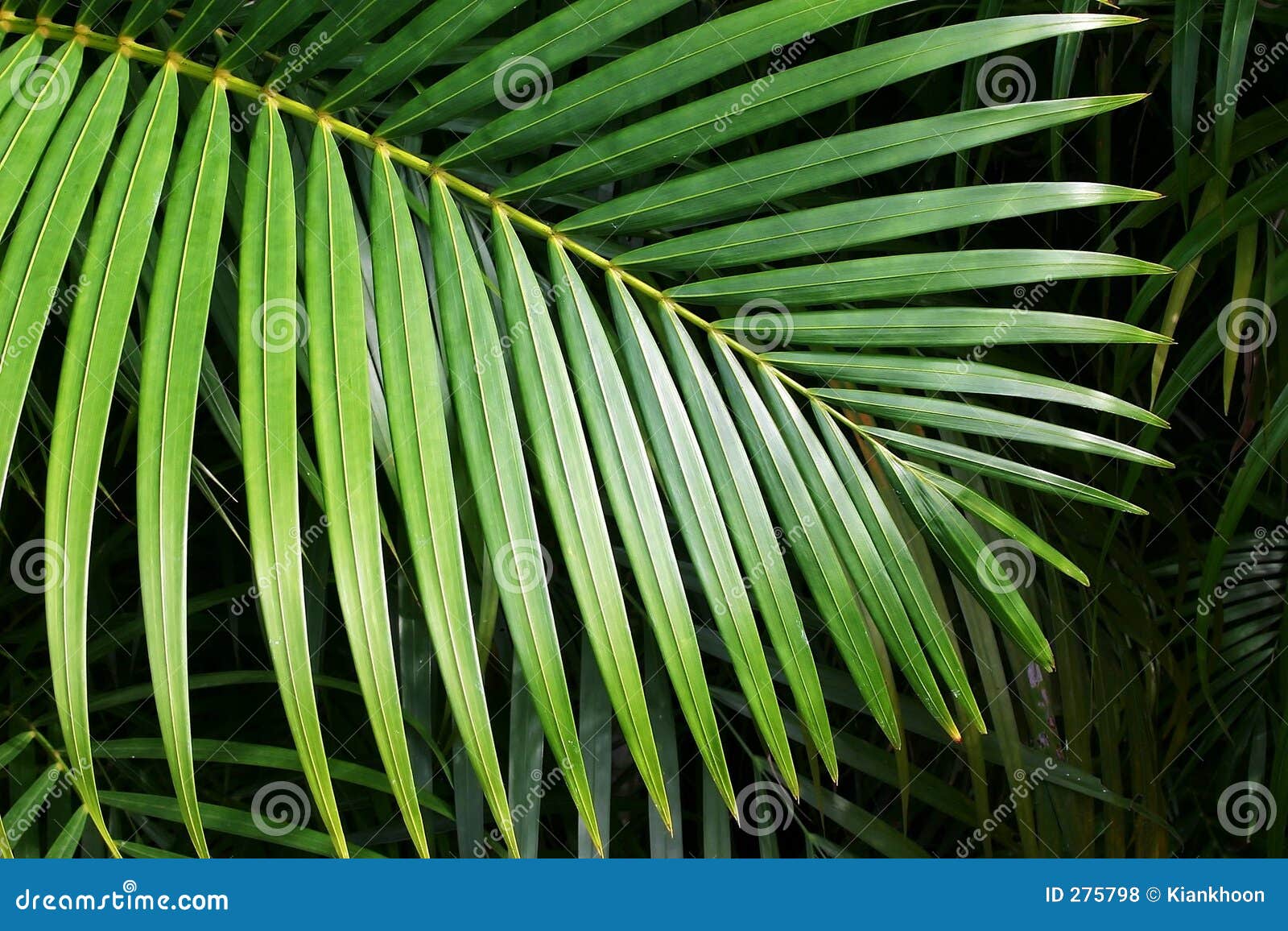 Palmette photo stock. Image du configuration, texture, feuillu - 275798