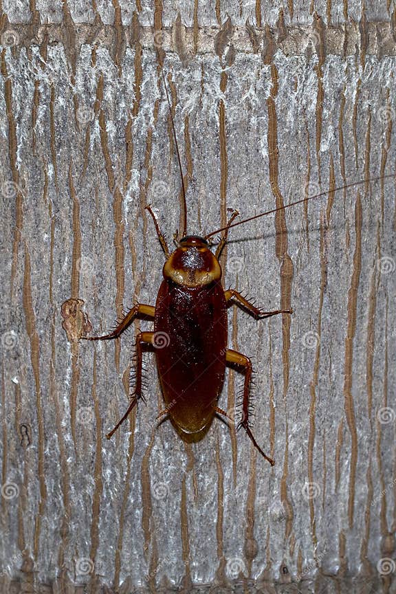 Palmetto Bug, Cochroach stock photo. Image of pest, life - 148184386