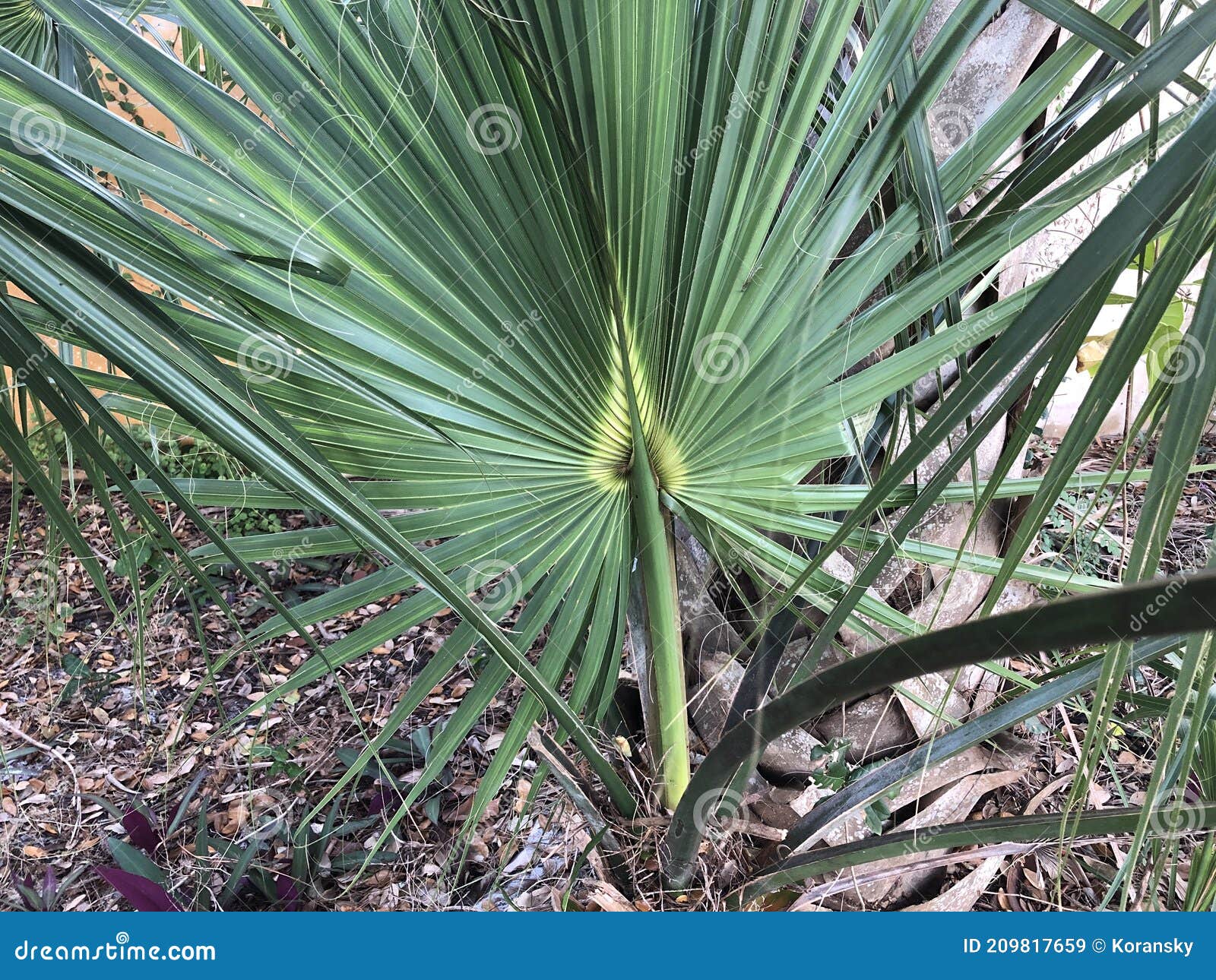 Palmetto Frond with Dramatic Eye in the Center Stock Image - Image of ...