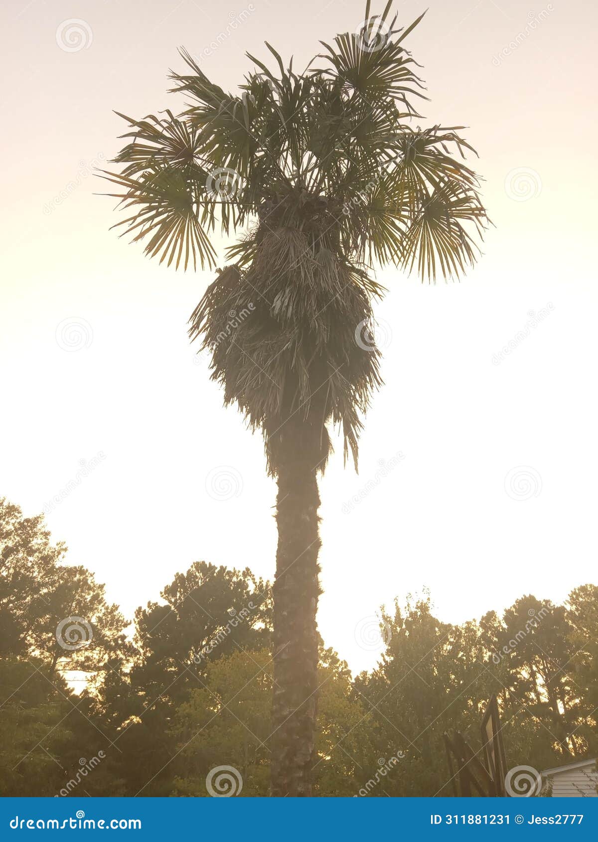 Palmetto tree beauty 1 stock image. Image of south, outdoor - 311881231