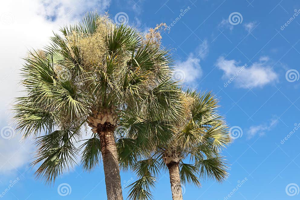 Palmetto Trees stock photo. Image of palmetto, palm, trunk - 21166750
