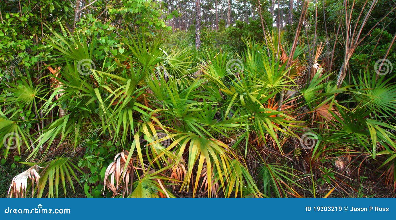 Wild Palmetto With Isolated White Background, Pattern Of Green Pointy ...