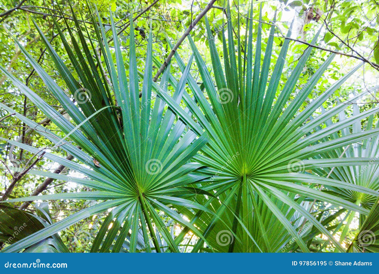 Palmettos Fotos De Stock - Descarga 130 Fotos Libres de Derechos