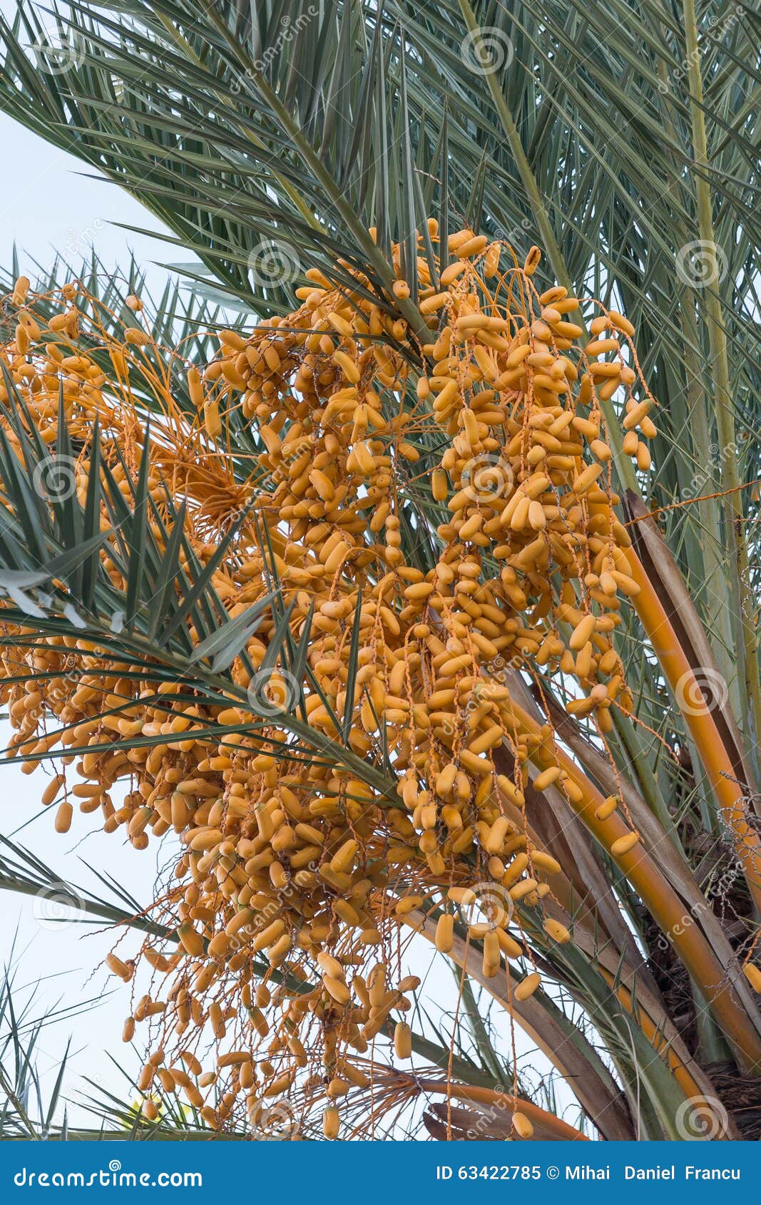 Palmier avec des dattes image stock. Image du exotique - 63422785