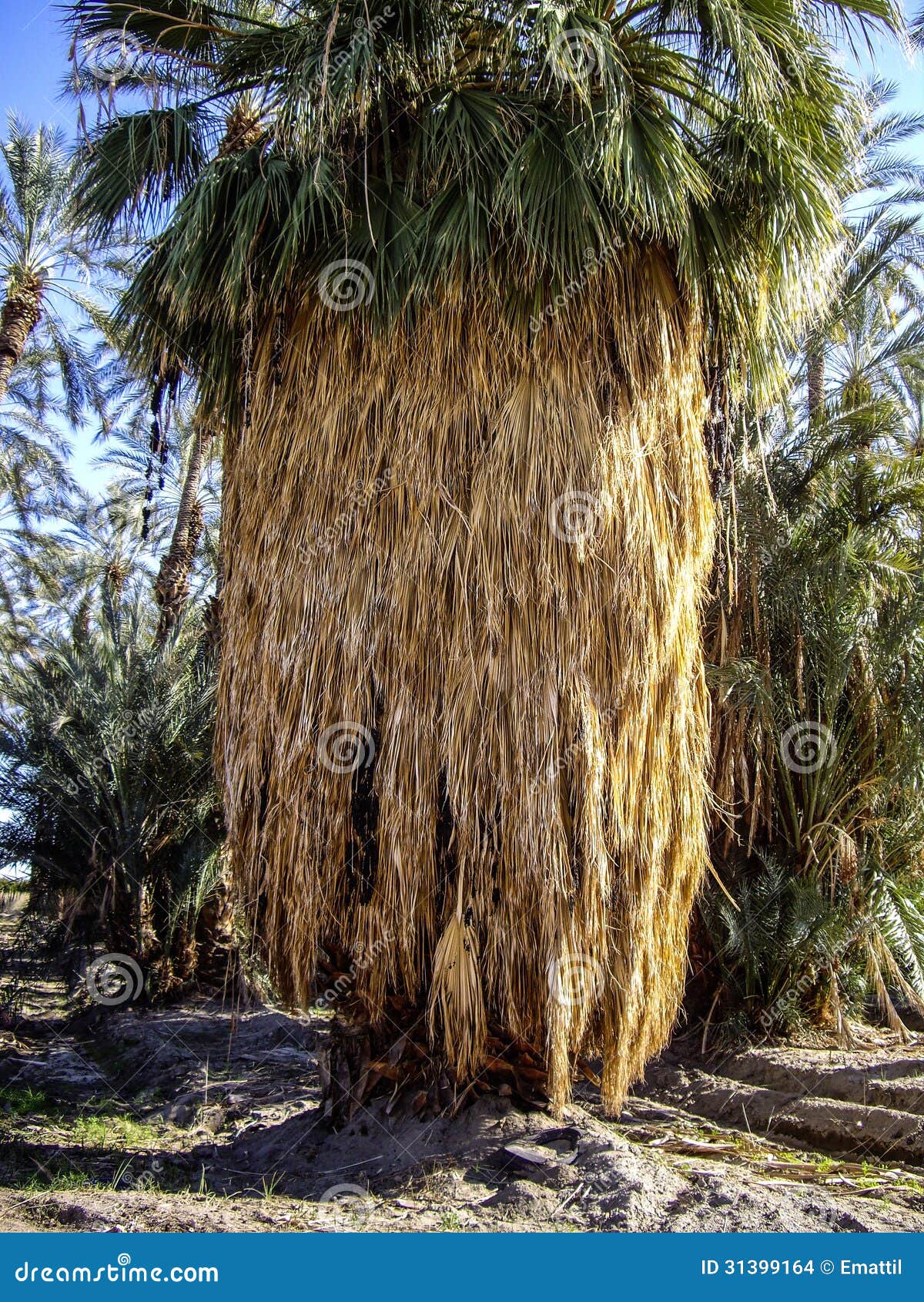 Palmier barbu simple photo stock. Image du sunlight, flore - 31399164