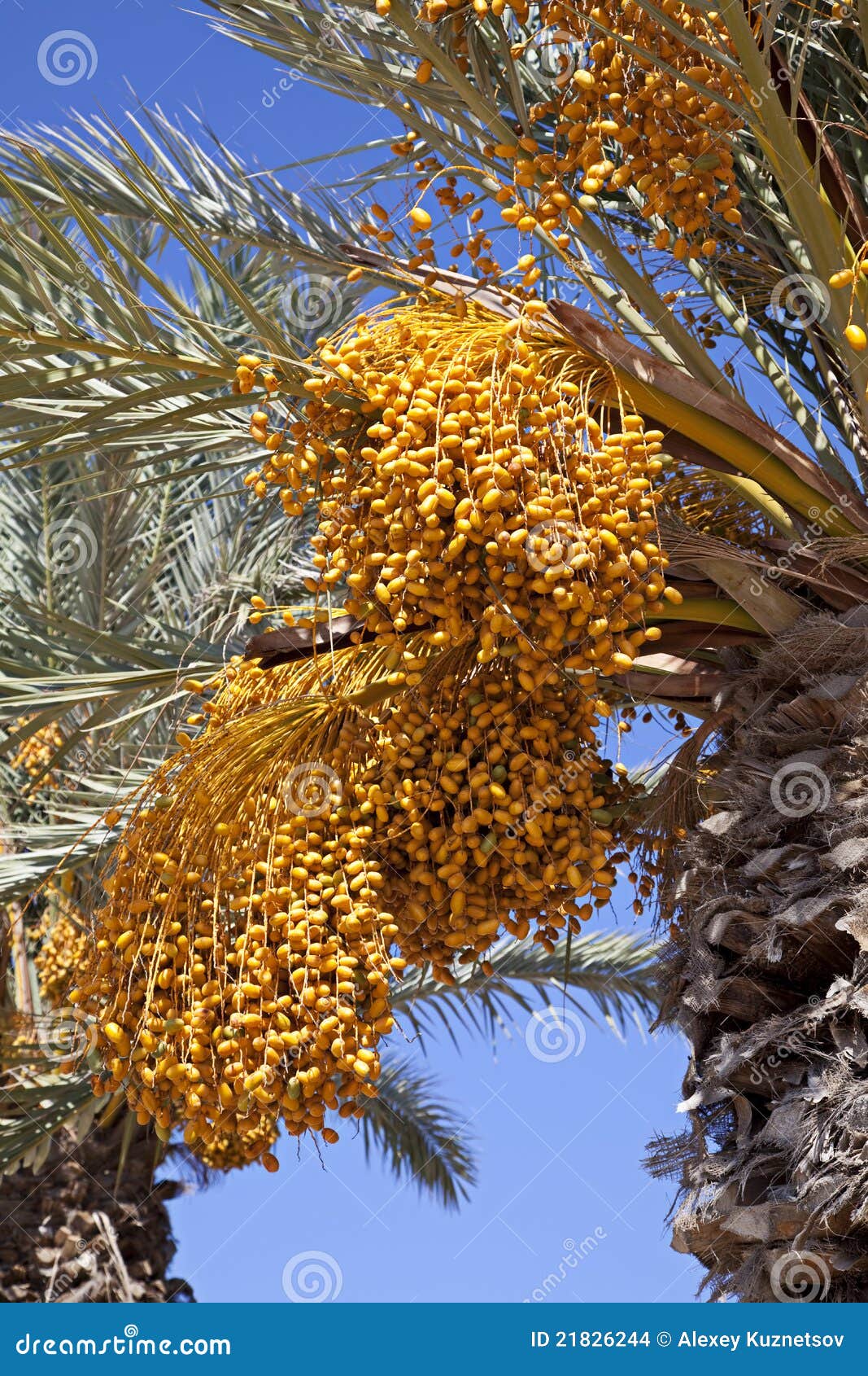 Palmier dattier photo stock. Image du climat, datte, paume - 21826244