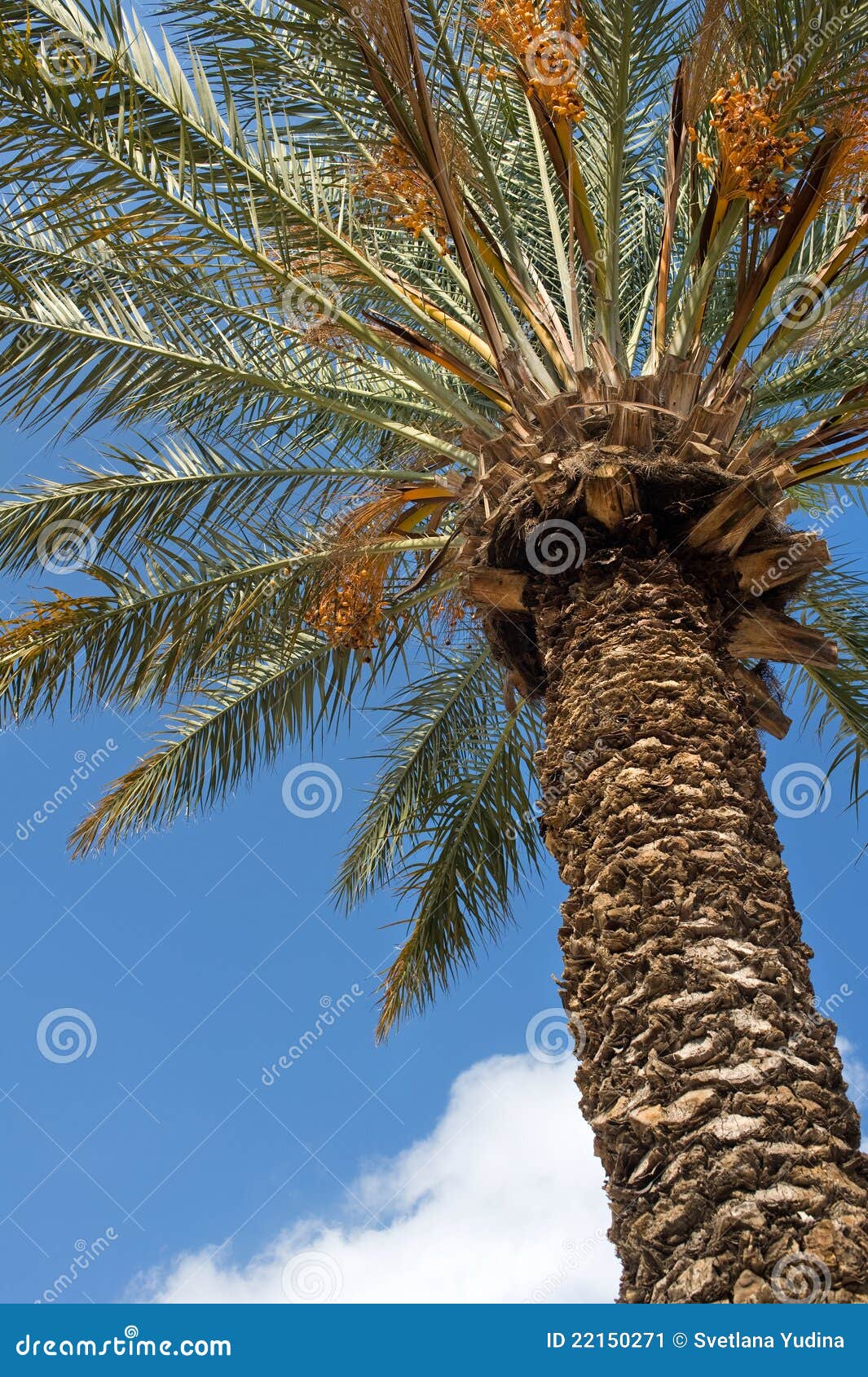 Palmier dattier image stock. Image du vert, verticale - 22150271