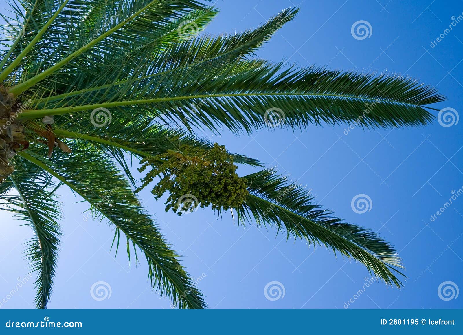 Palmier dattier image stock. Image du paume, jour, branchement - 2801195