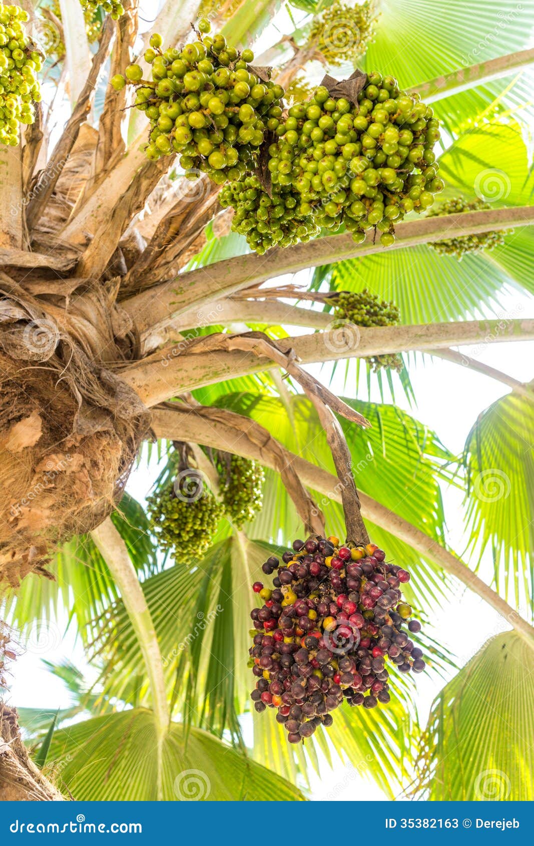 Palmier dattier image stock. Image of vitamines, délicieux - 35382163