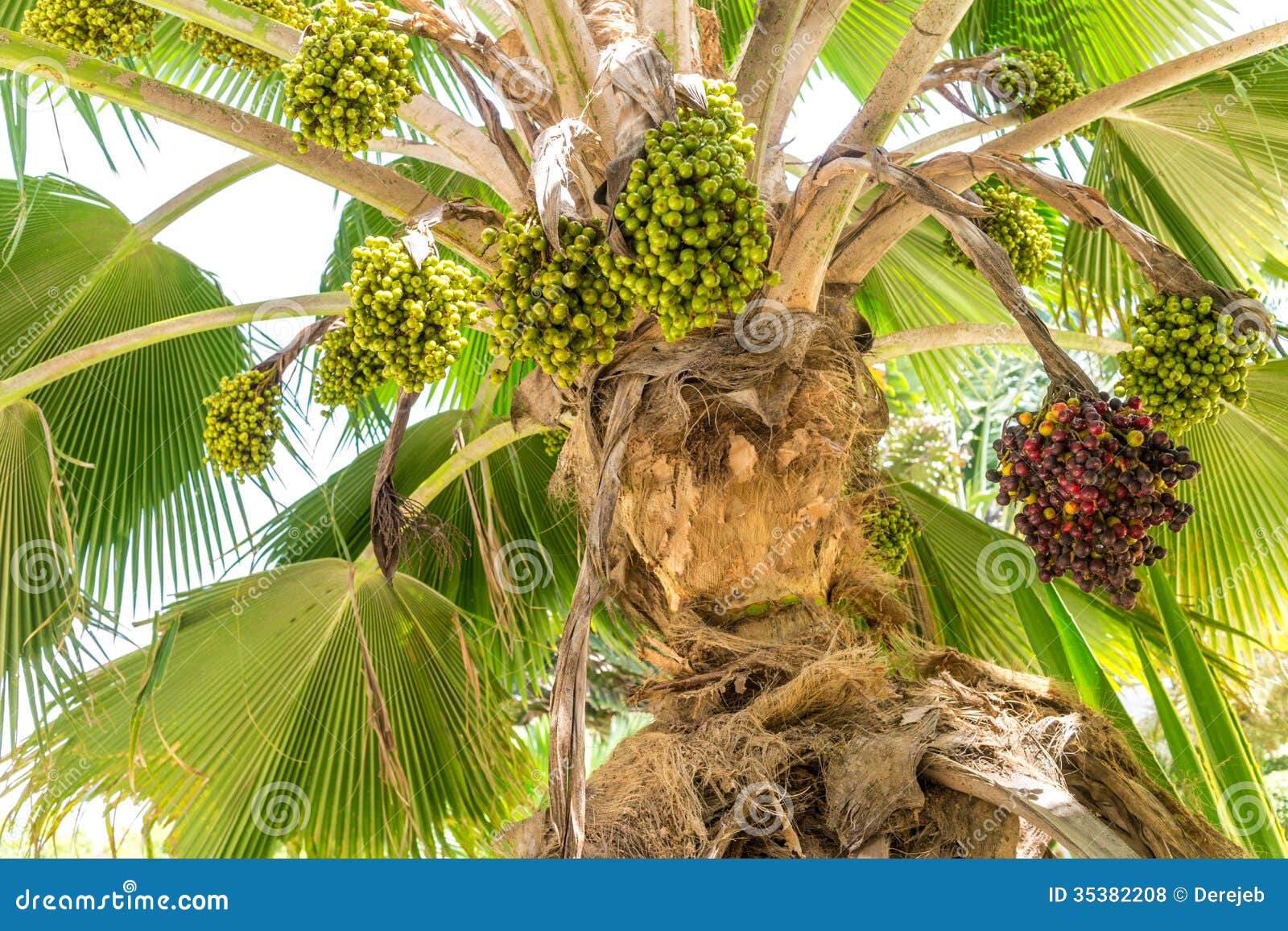 Palmier dattier photo stock. Image du fruits, paume, arbre - 35382208