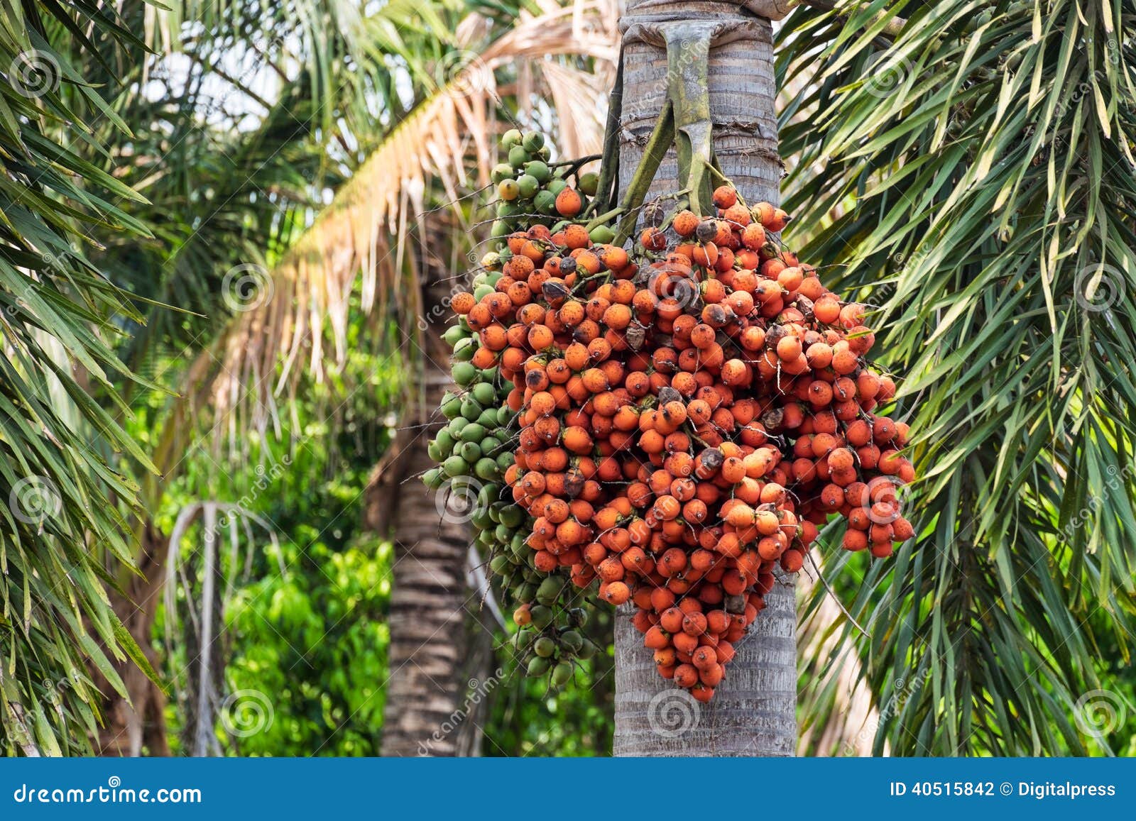 Palmier dattier photo stock. Image du horizontal, phénix - 40515842