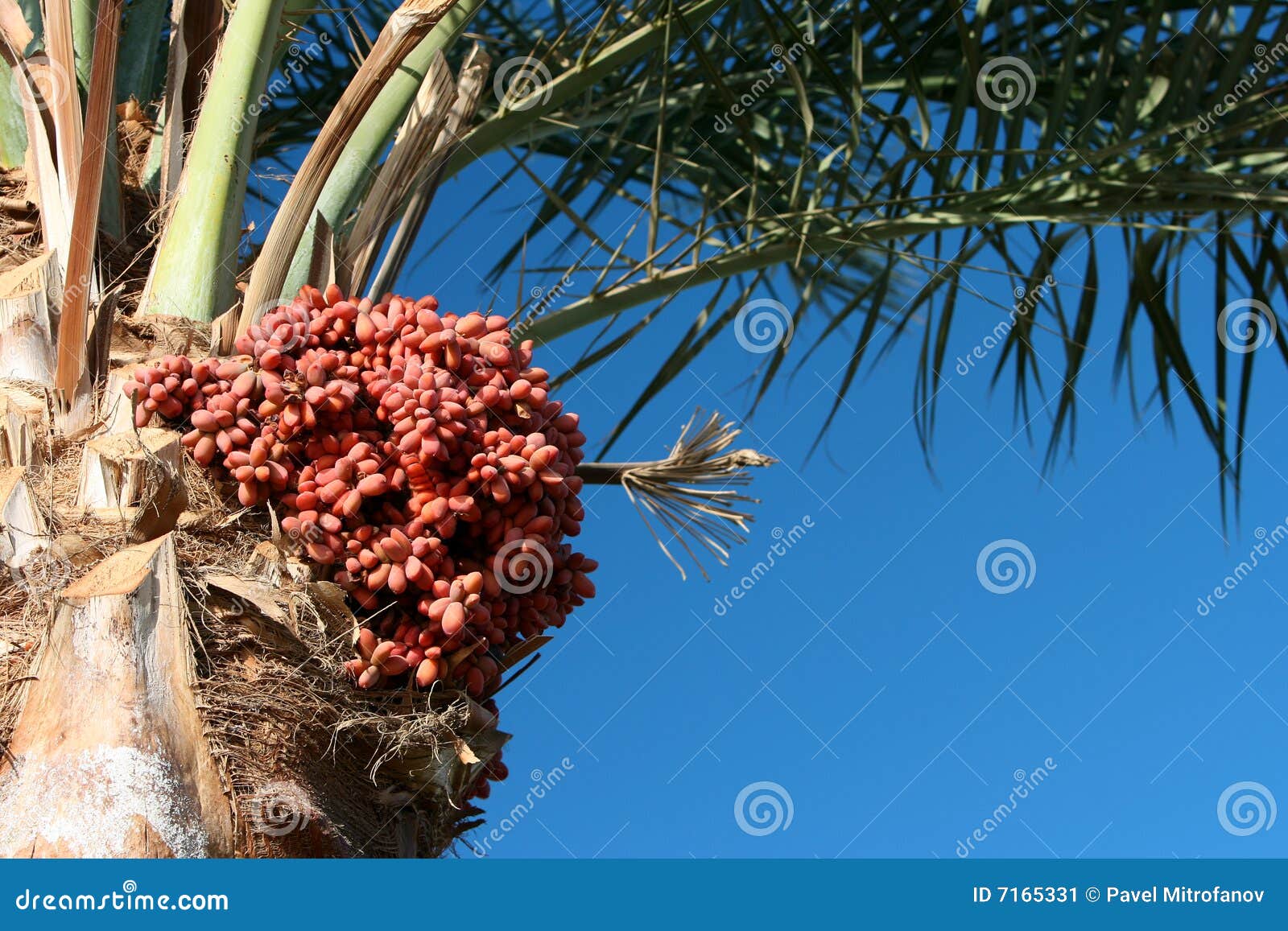 Palmier dattier image stock. Image du afrique, maturation - 7165331
