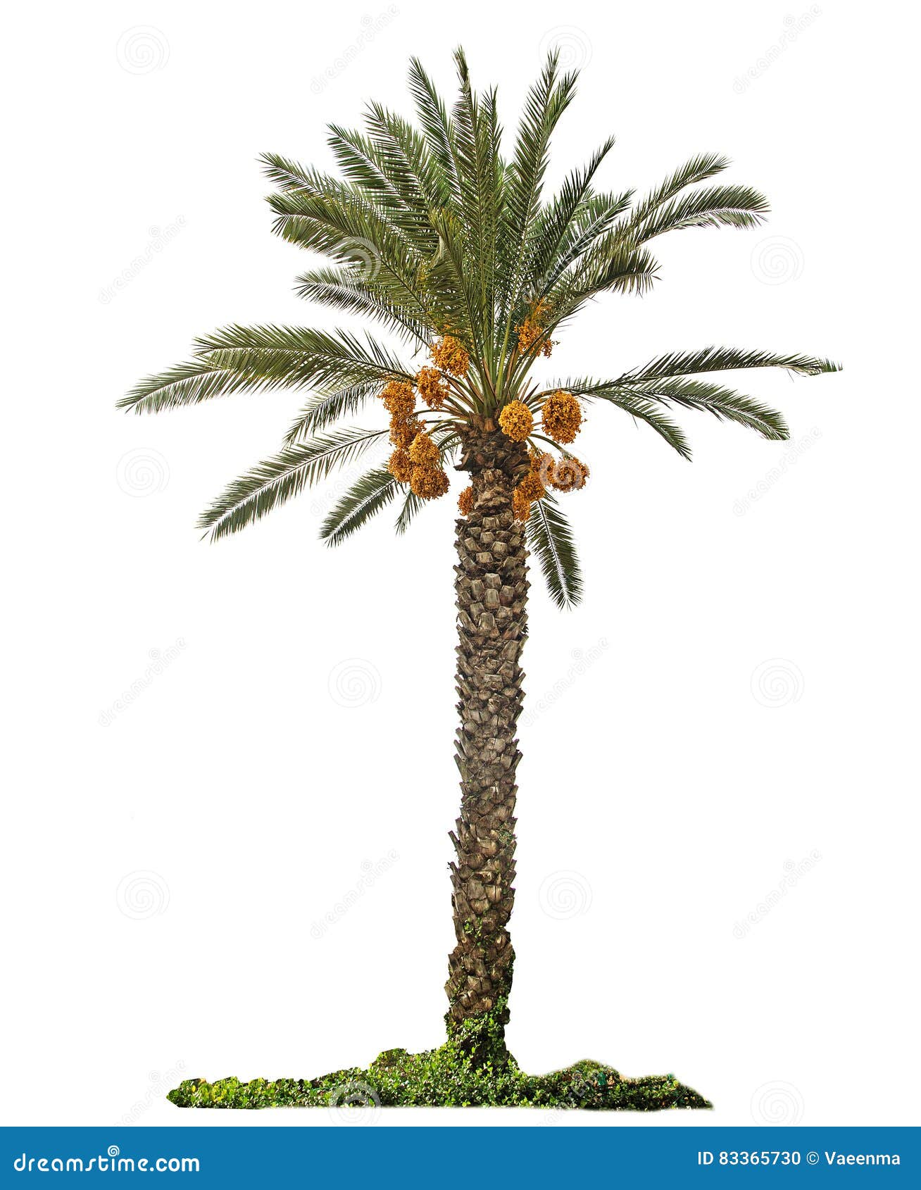 Palmier dattier photo stock. Image of datte, ornemental - 83365730