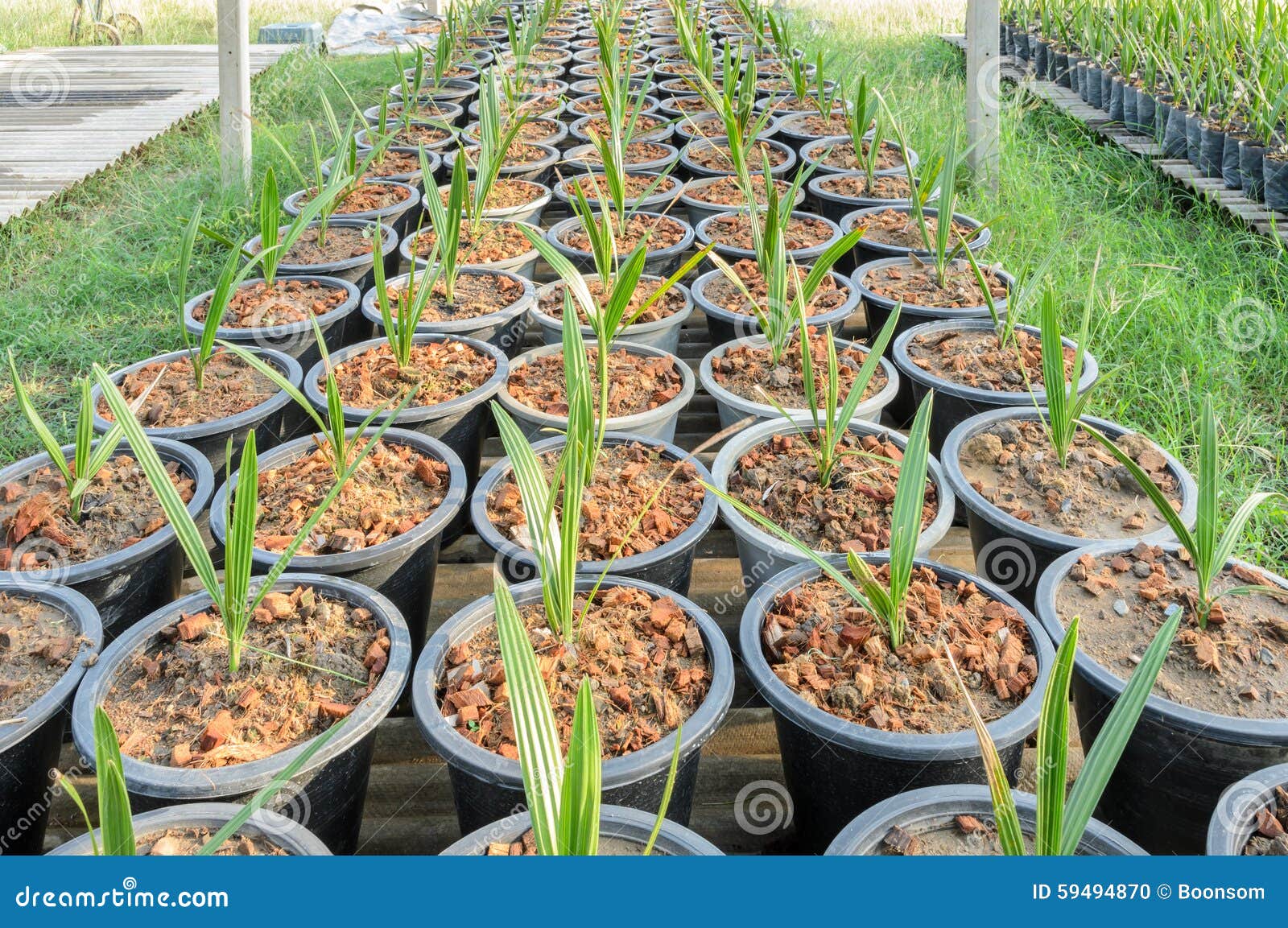Palmier-dattier Dans La Pépinière Photo stock - Image du fleur, lame ...