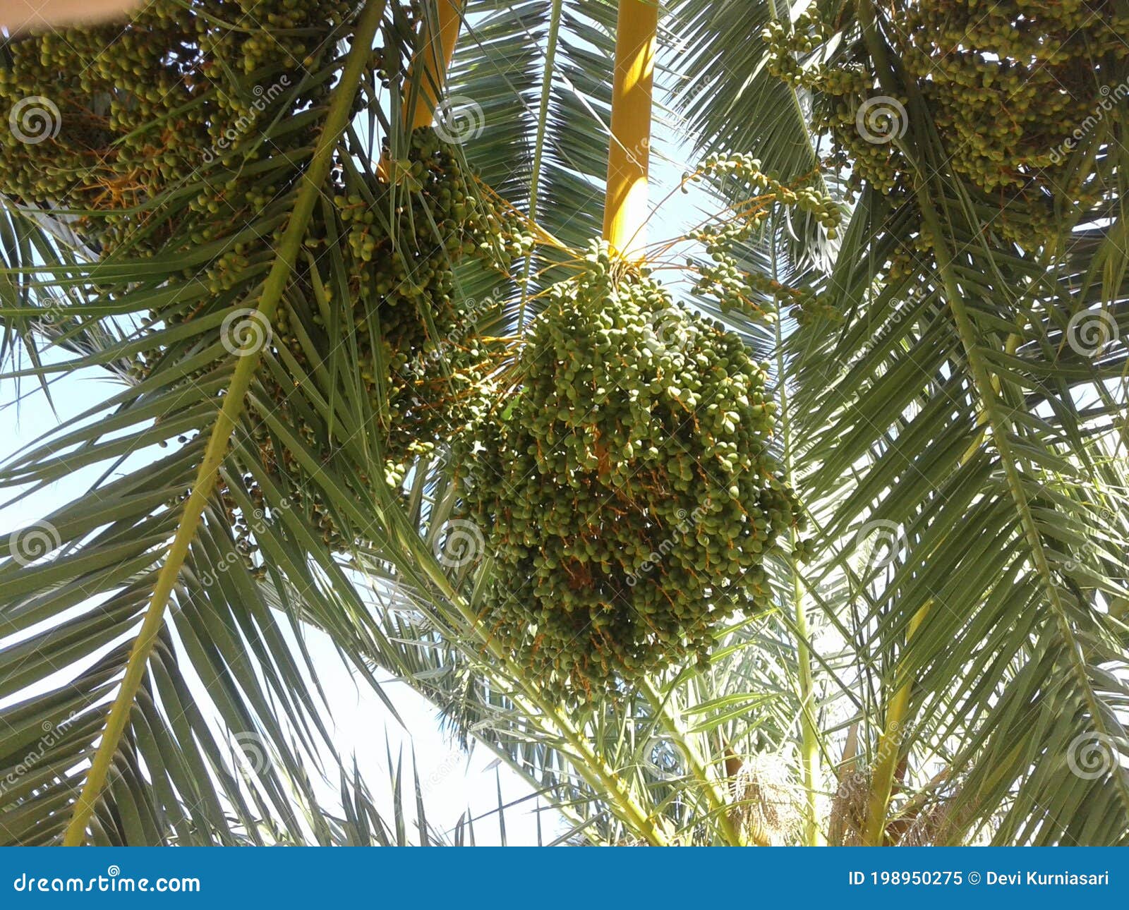 Palmier-dattier Immature Maroc Image stock - Image du maroc, nourriture ...