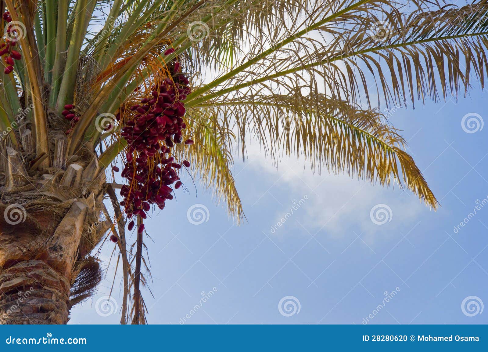 Palmier dattier rouge photo stock. Image du saoudien - 28280620