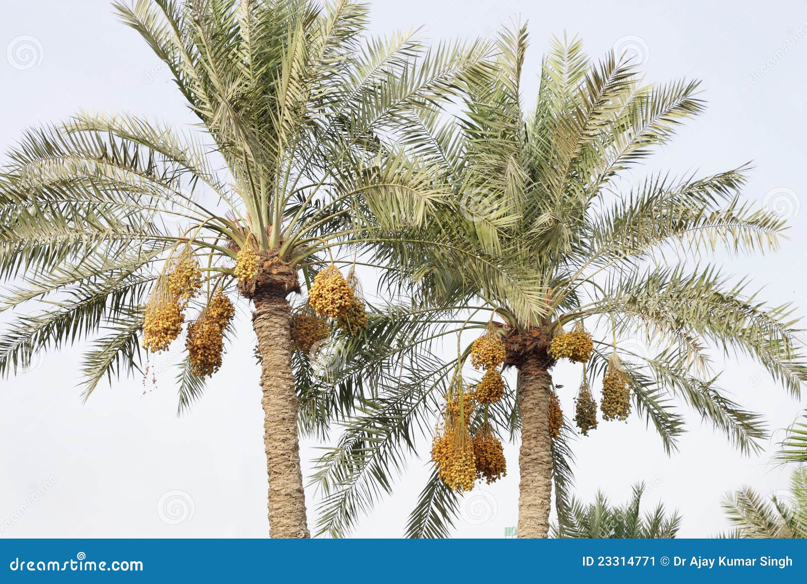 Palmier De Datte Avec Des Batteries Des Dattes De Kimri Image stock ...