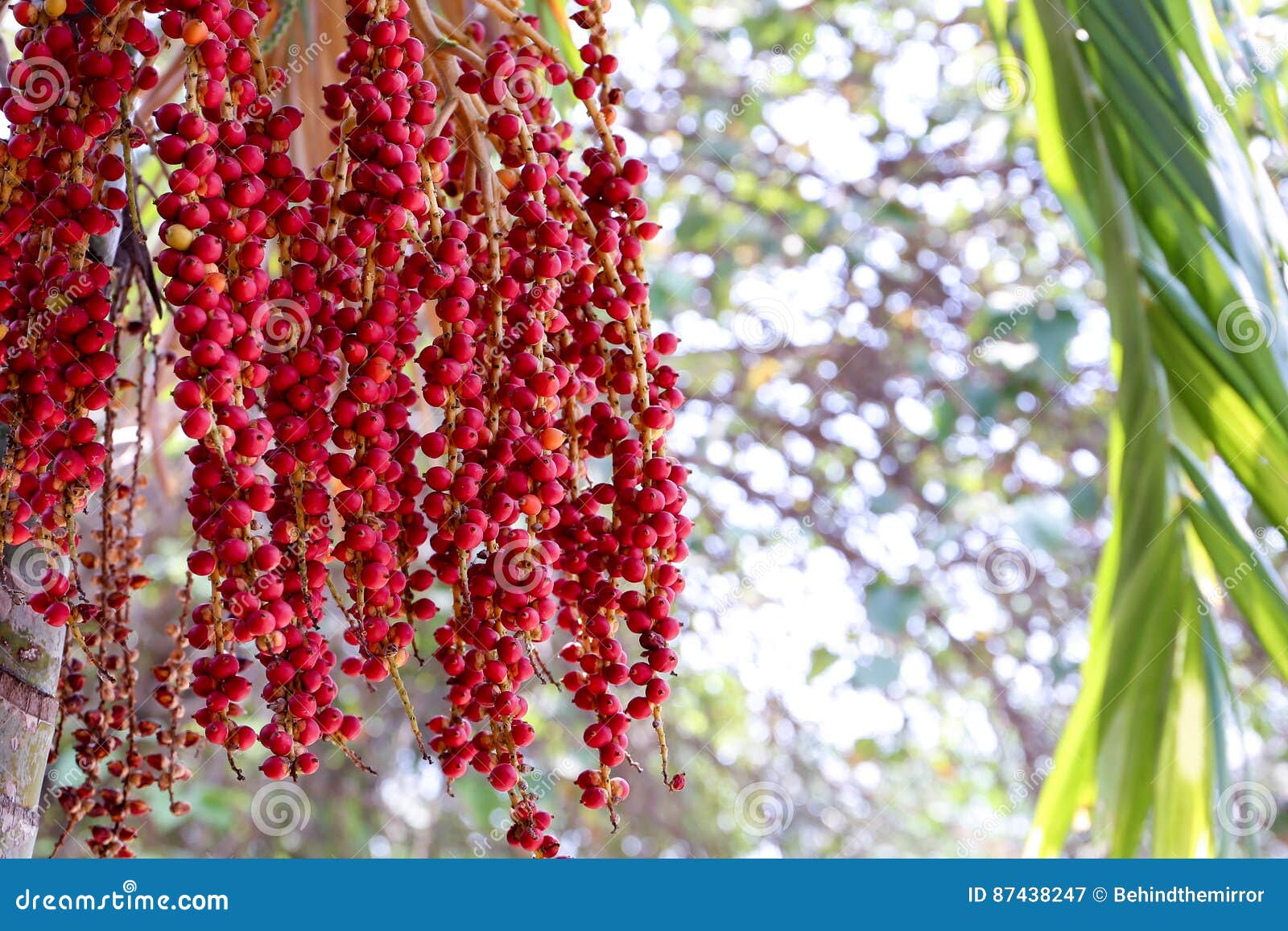 Palmier De Macarthur Avec Sa Graine Rouge Image stock - Image du ...