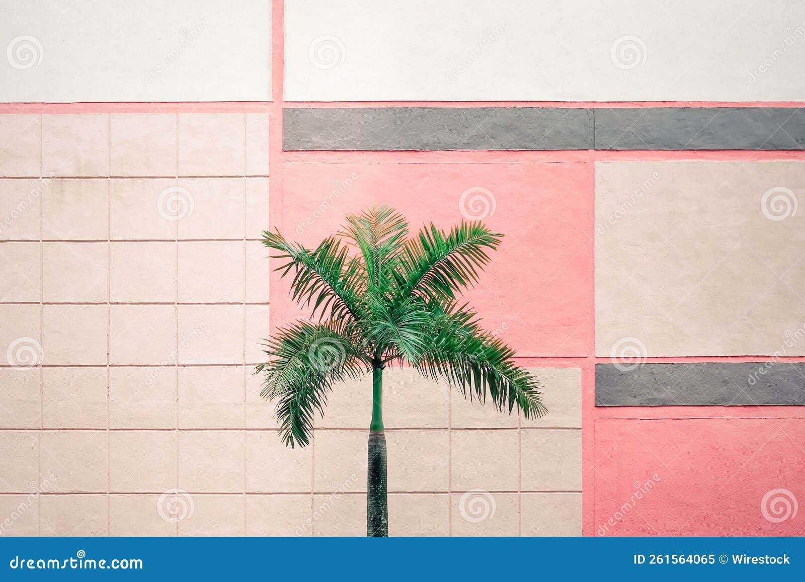 Palmier Devant La Paroi Rose Image stock - Image du floraison, paume ...
