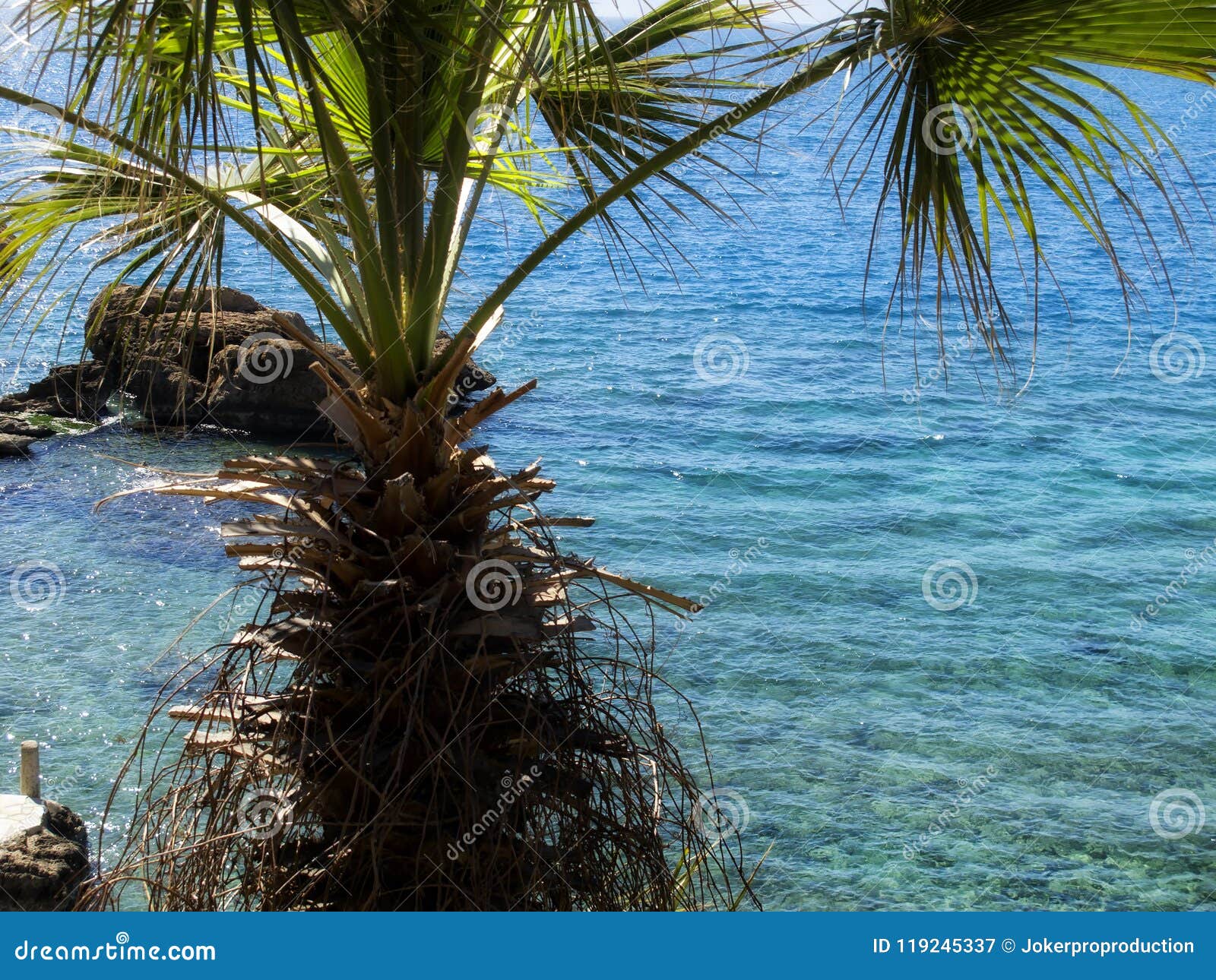 Palmier Et Mer Claire De L'eau Image stock - Image du climat, horizon ...