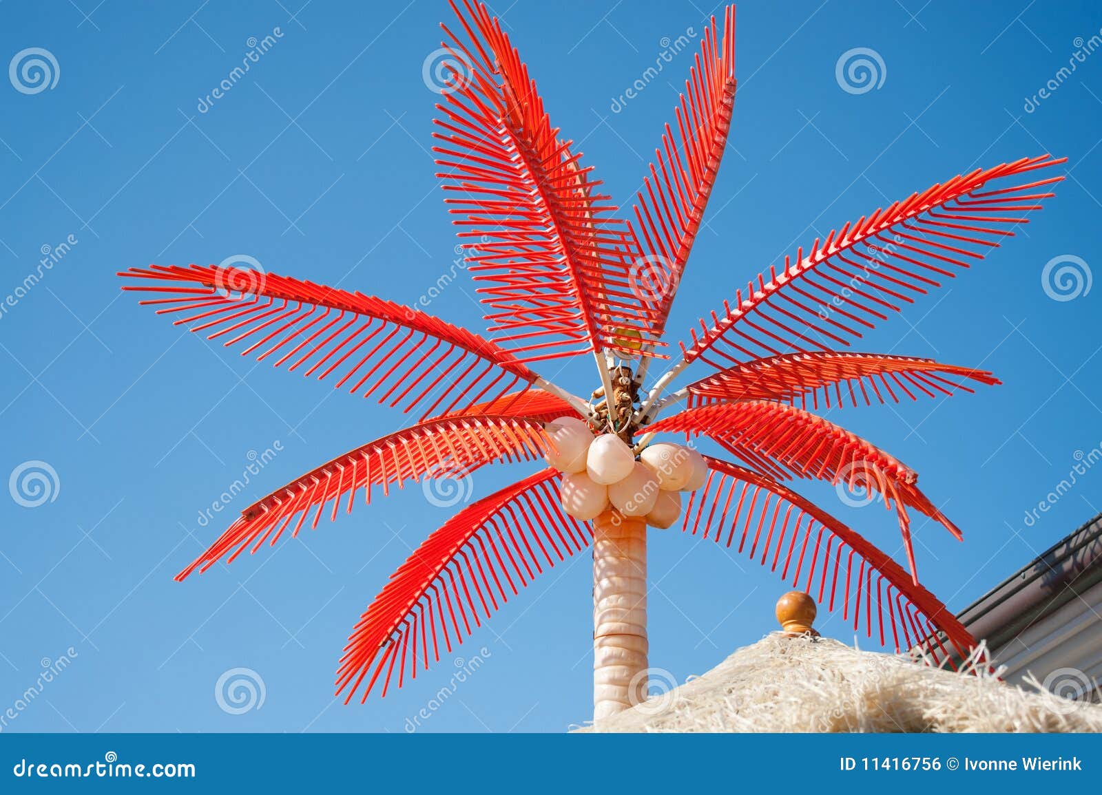 Palmier rouge photo stock. Image du ensoleillé, nature - 11416756