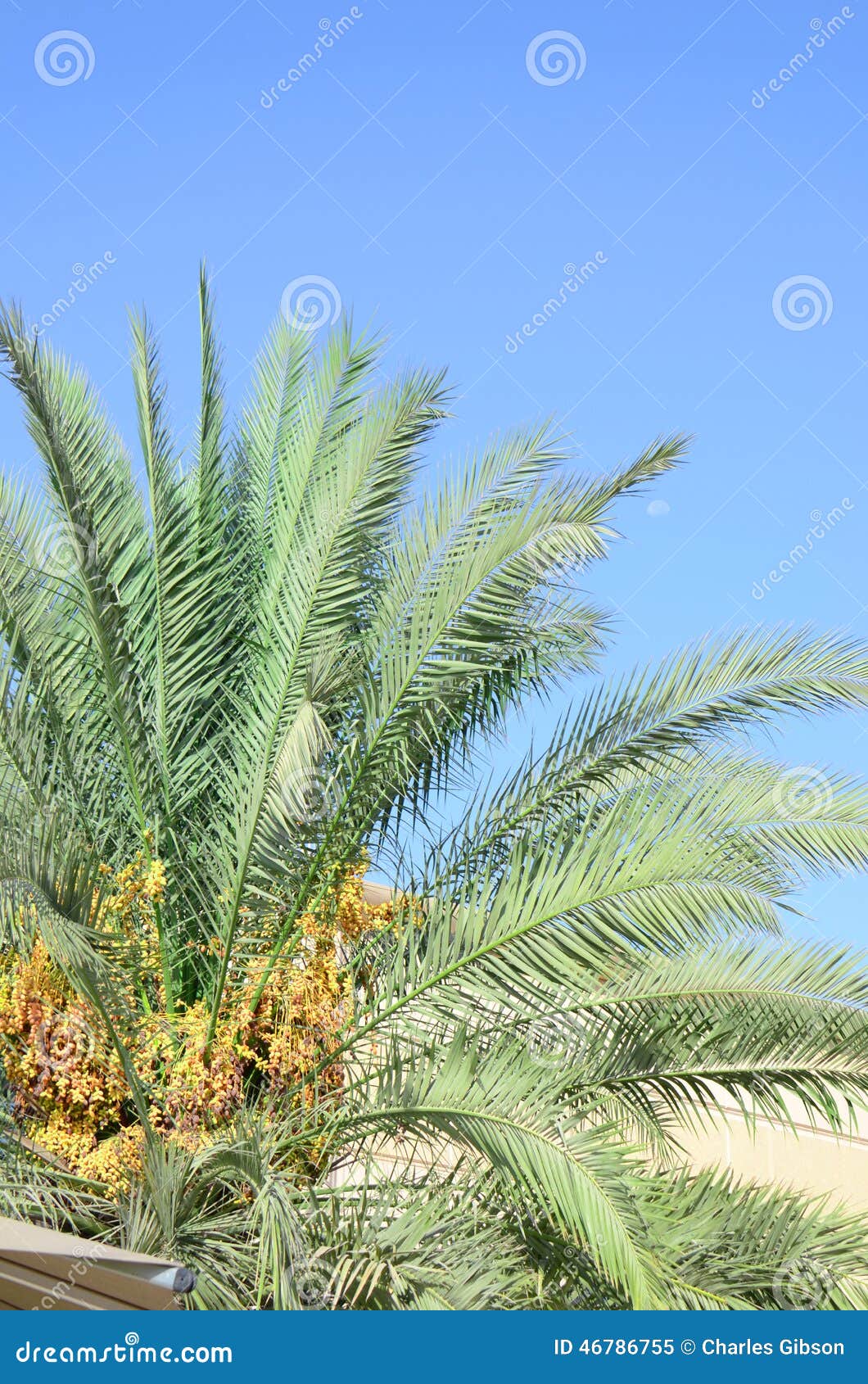 Palmier Tunisie De Datte De L'Afrique Image stock - Image du arbre ...