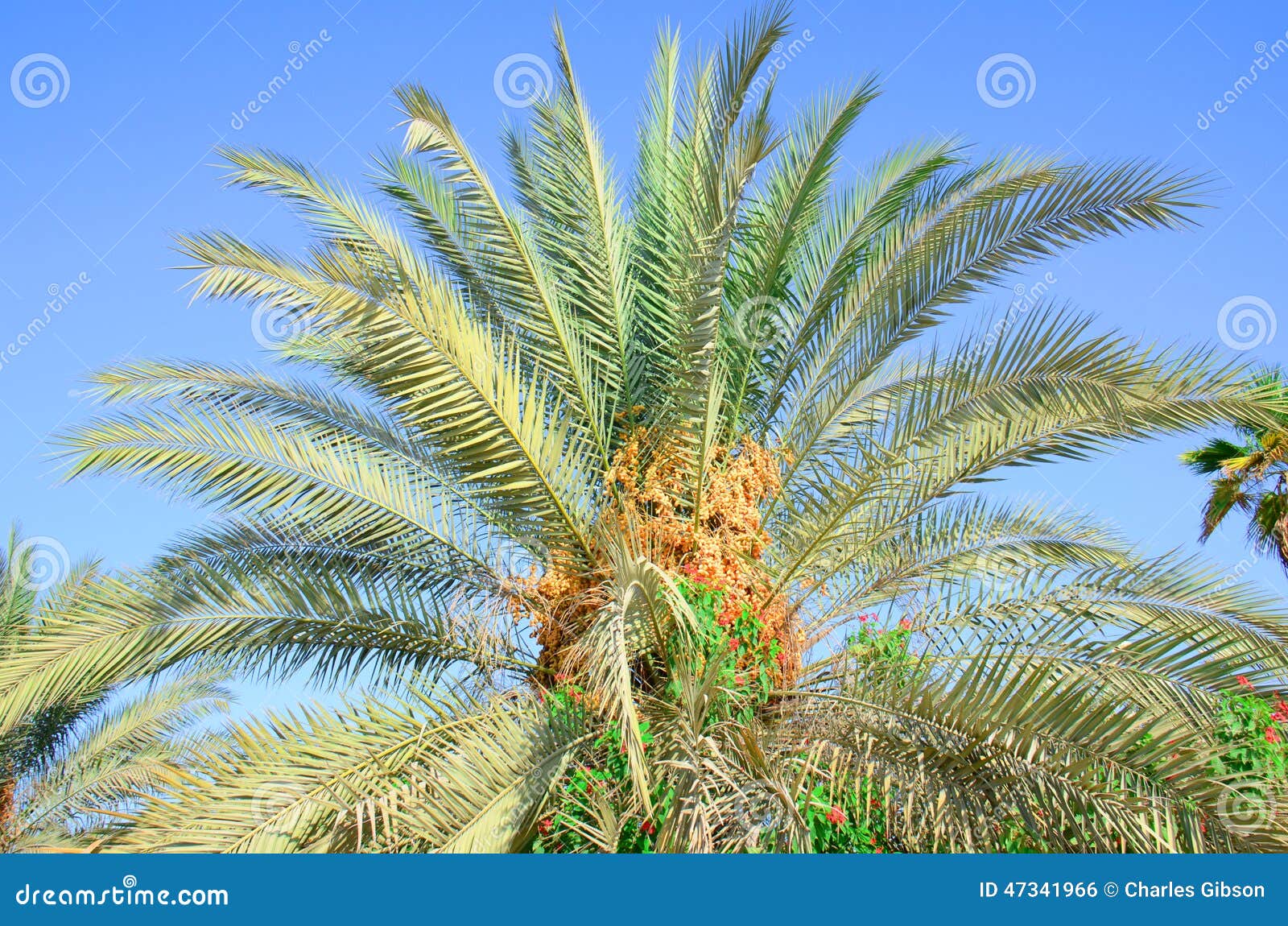 Palmier Tunisie De Datte De L'Afrique Photo stock - Image du centrales ...