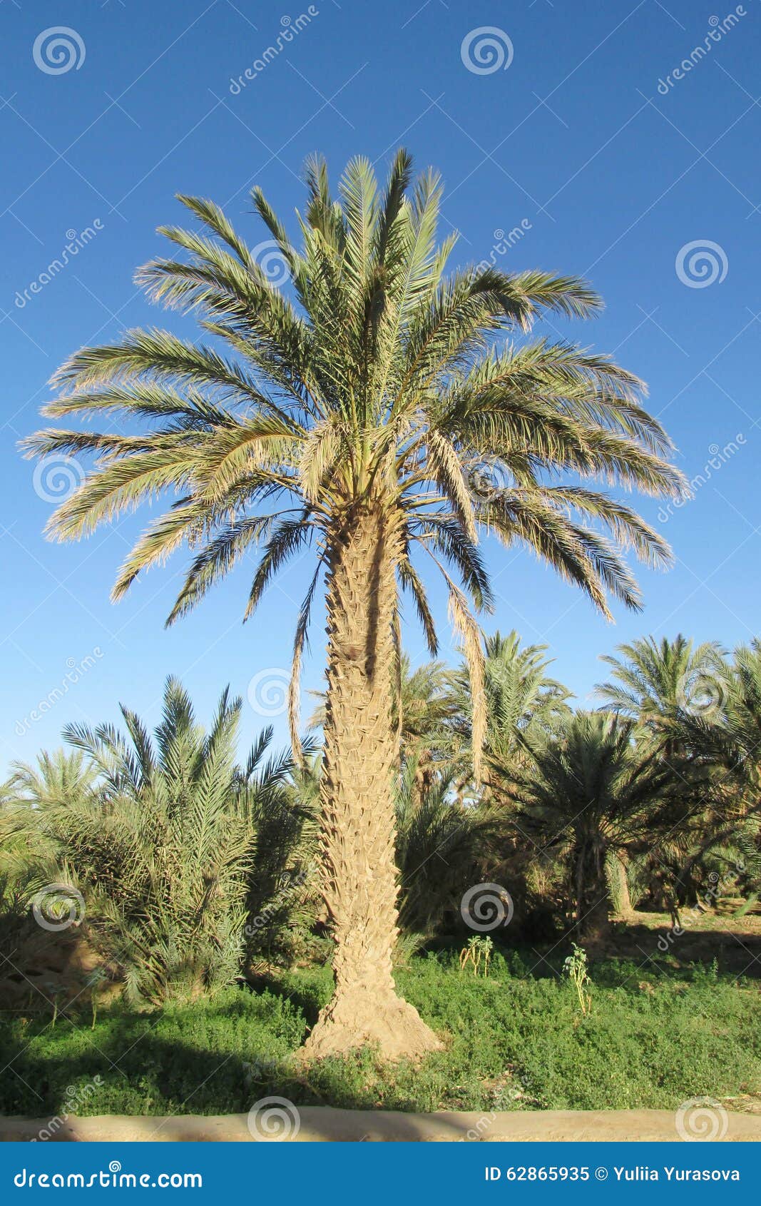 Palmier Tunisie De Datte De L'Afrique Image stock - Image du vert, rêve ...