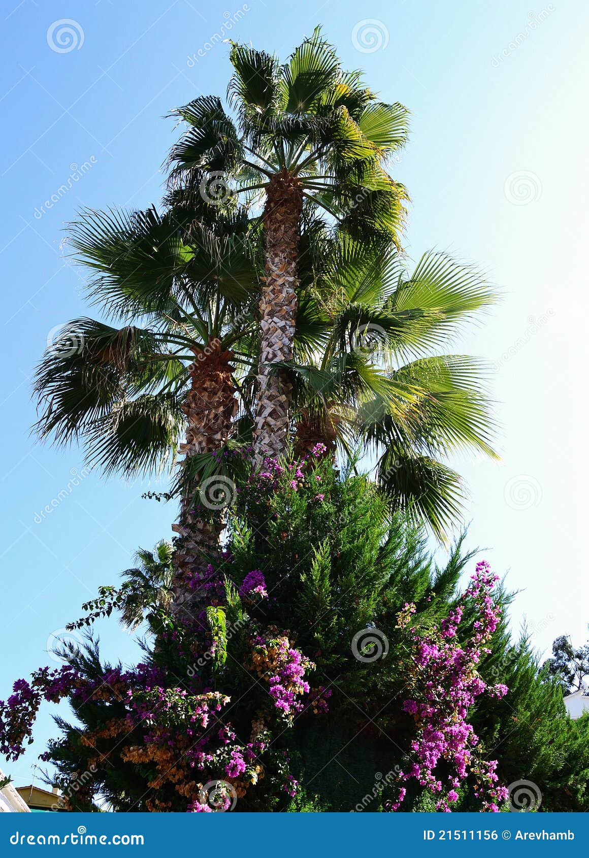 Palmiers photo stock. Image of fruits, accroissement - 21511156