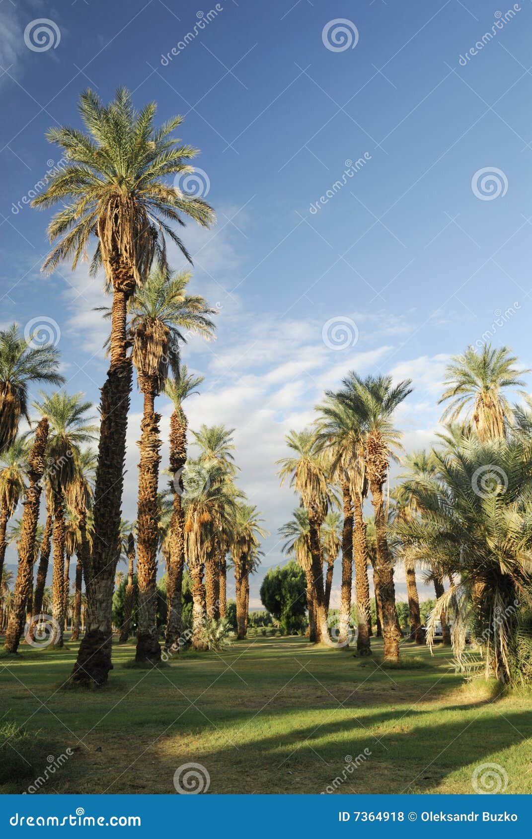 Palmiers Dattiers Dans Une Oasis, Death Valley Photo stock - Image du ...