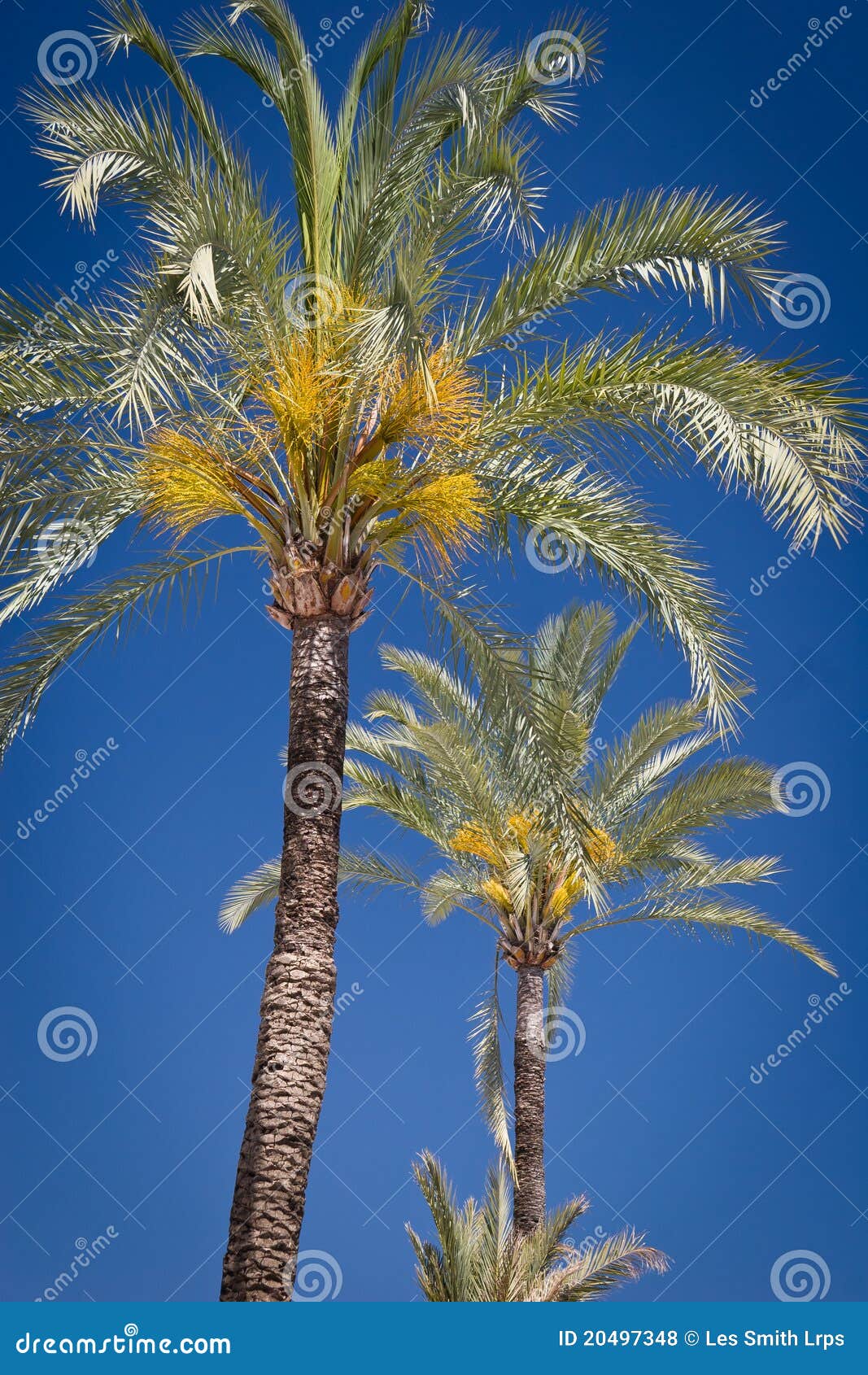 Palmiers de datte photo stock. Image du bleu, ciel, arbre - 20497348