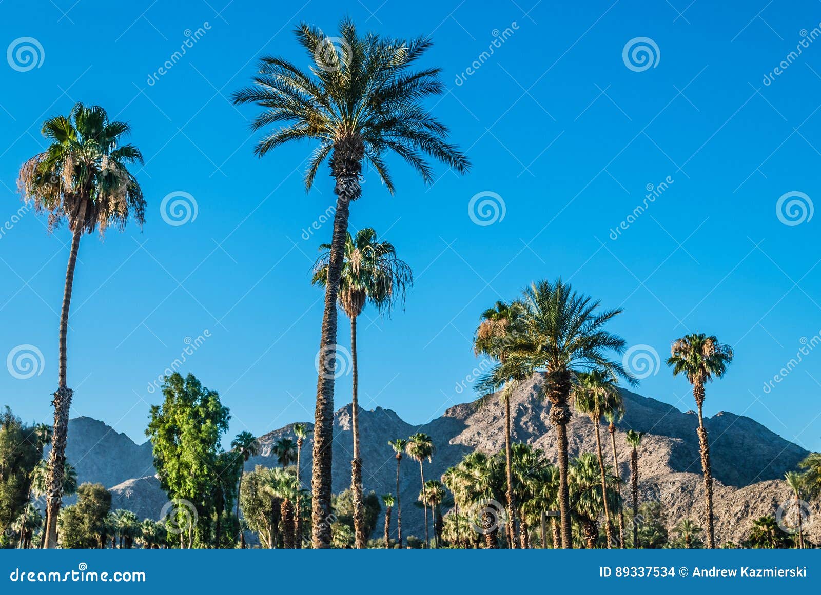 Palmiers de Palm Springs photo stock. Image du ressorts - 89337534