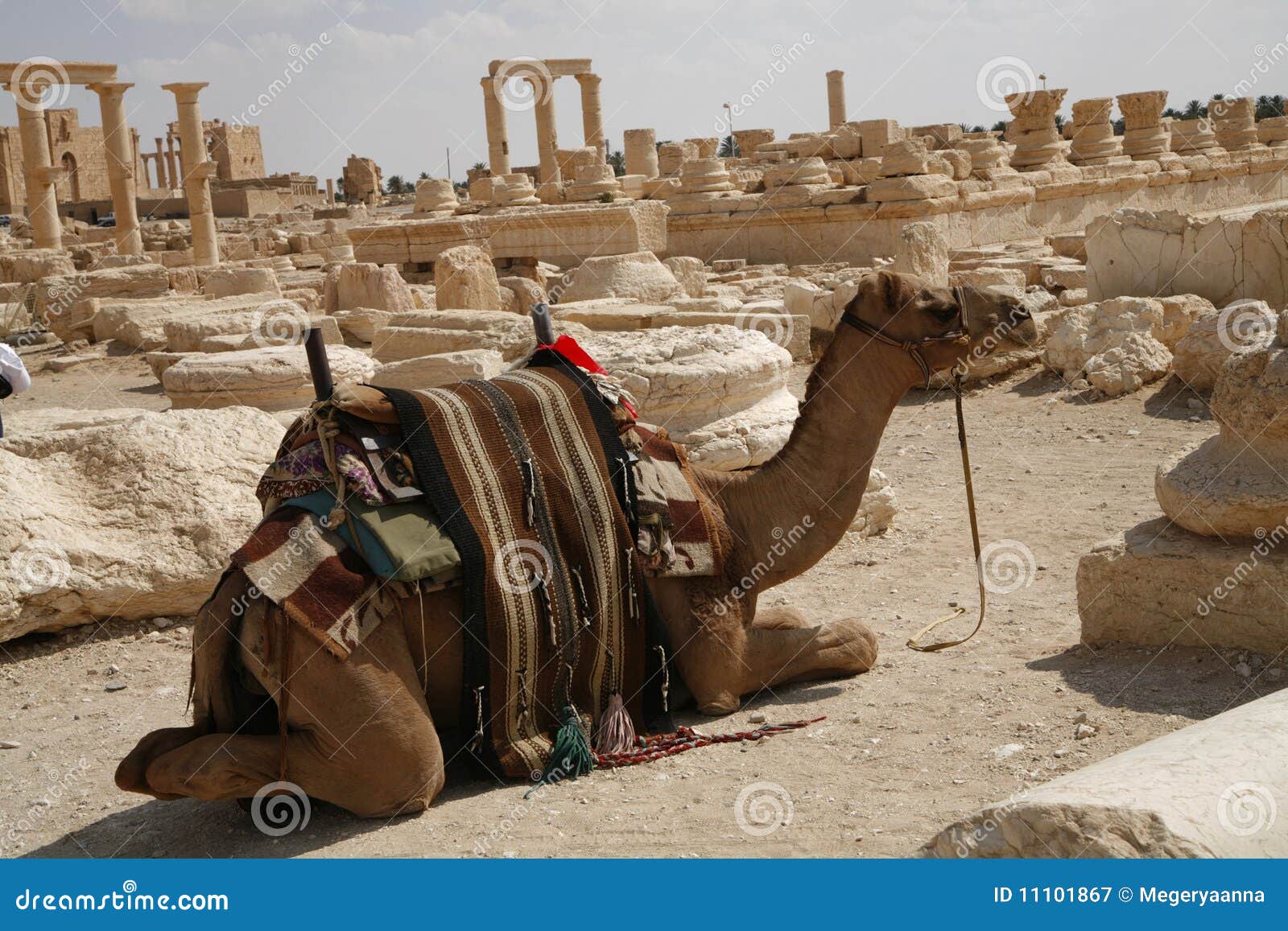 Palmira, Syria. Camel stock image. Image of columns, syria - 11101867