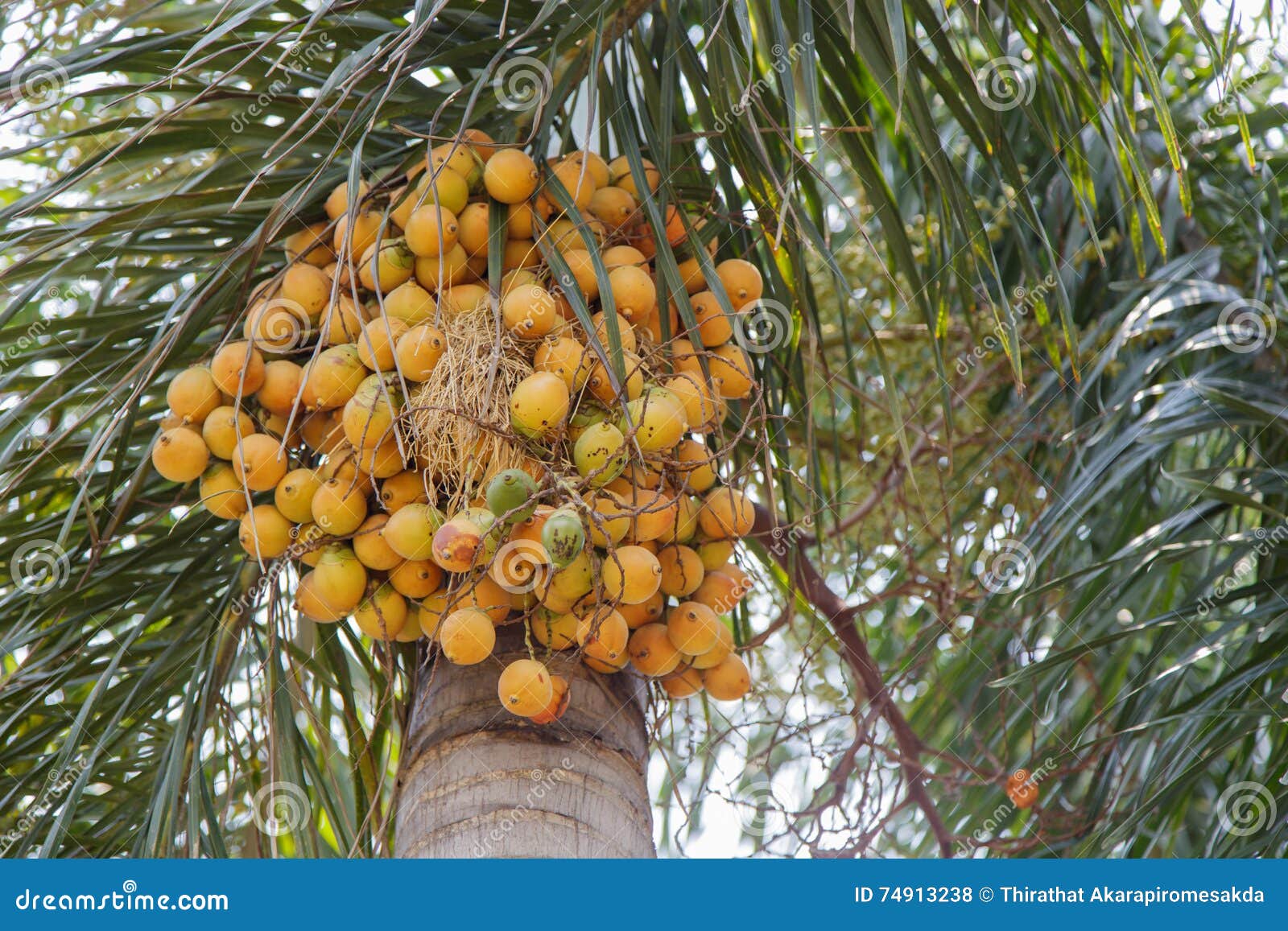 Palmpit stock foto. Image of achtergrond, boom, zaad - 74913238