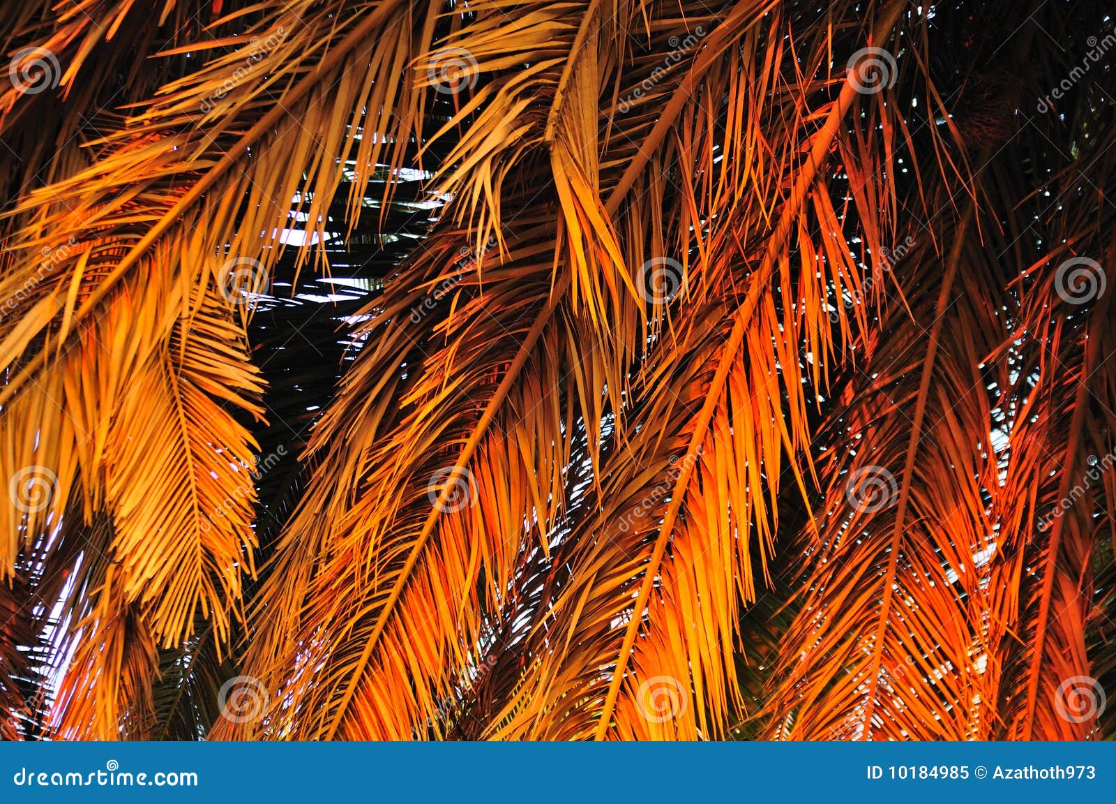 Palms stock image. Image of nature, brown, palms, pattern - 10184985