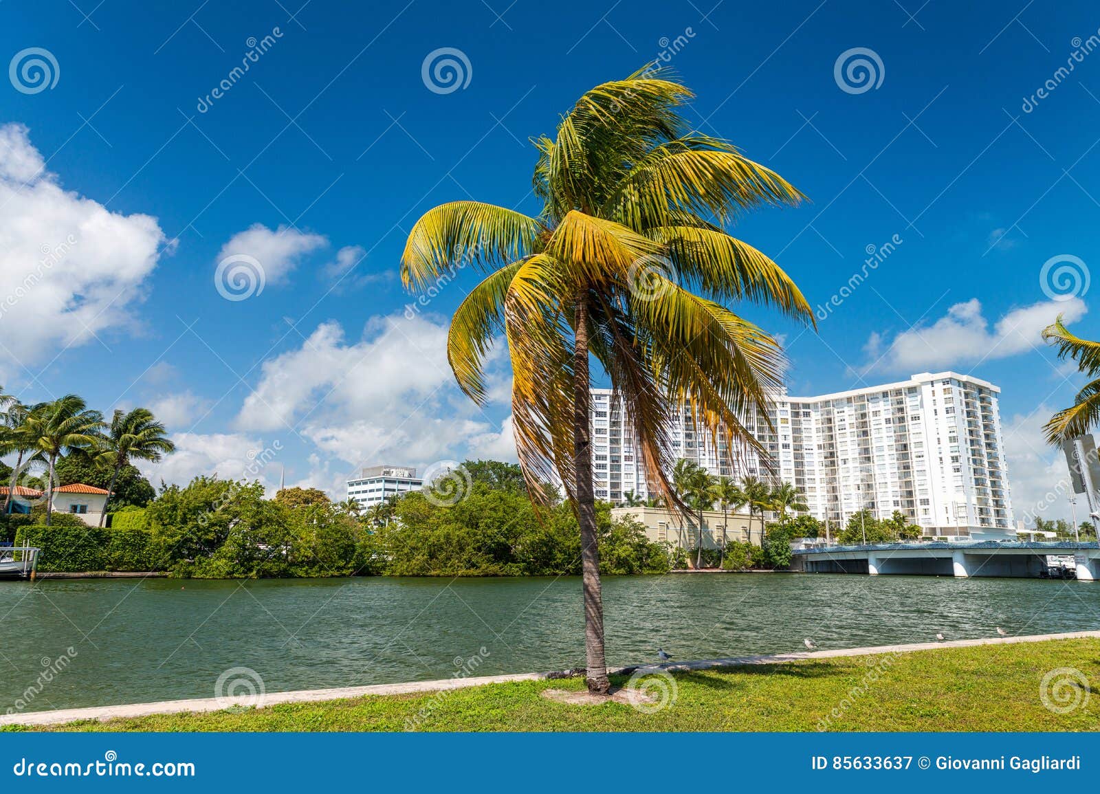Palms and Buildings of Miami Beach - Florida, USA Stock Image - Image ...