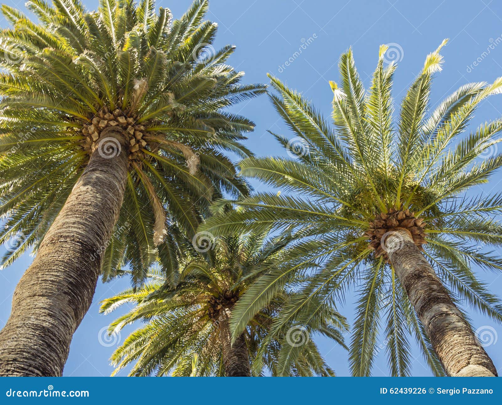 Palms in Cap Martin stock photo. Image of buoy, chien - 62439226